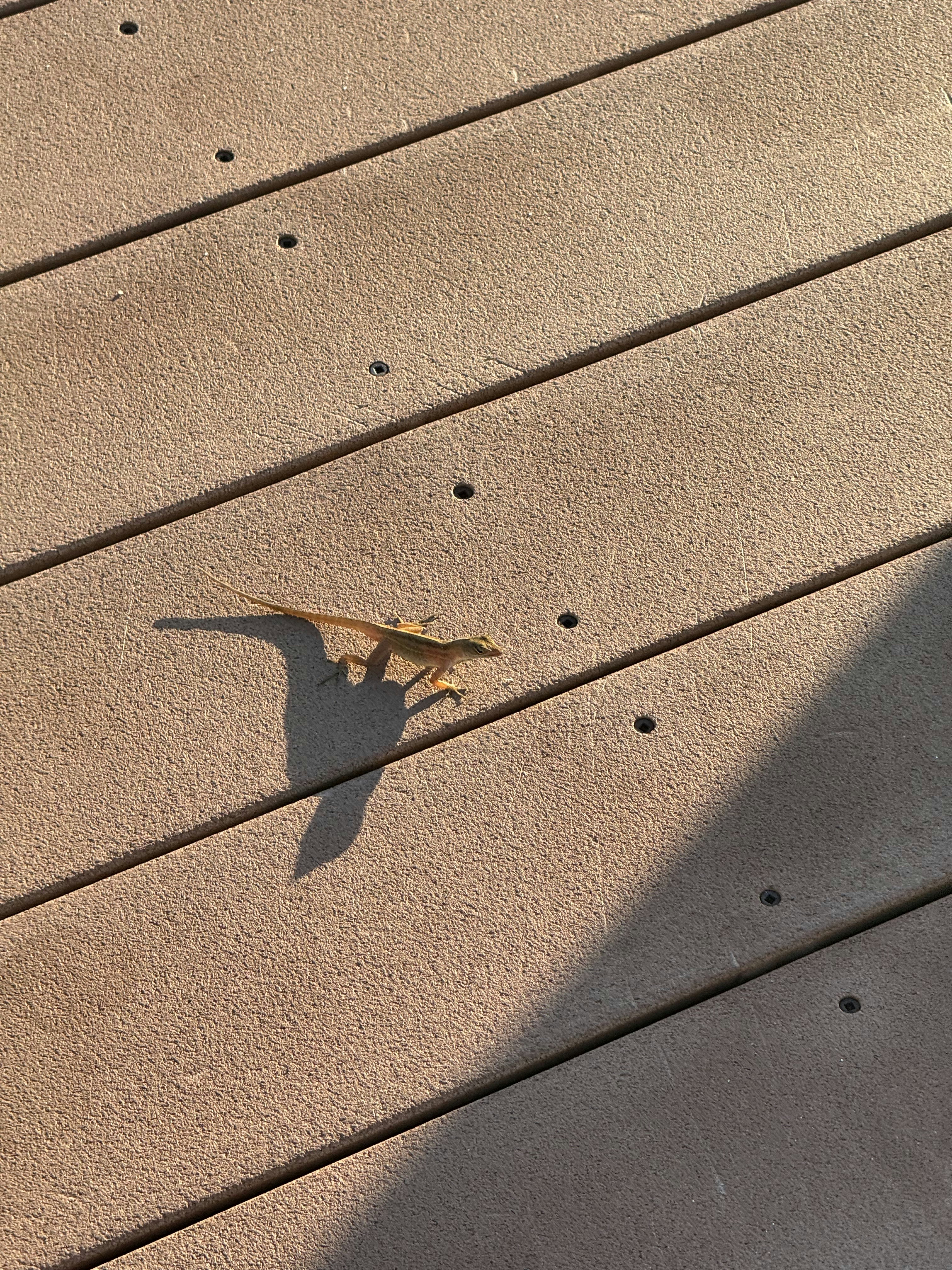 Sunlit Lizard on Weathered Deck: Shadow Play Across Cedar Planks