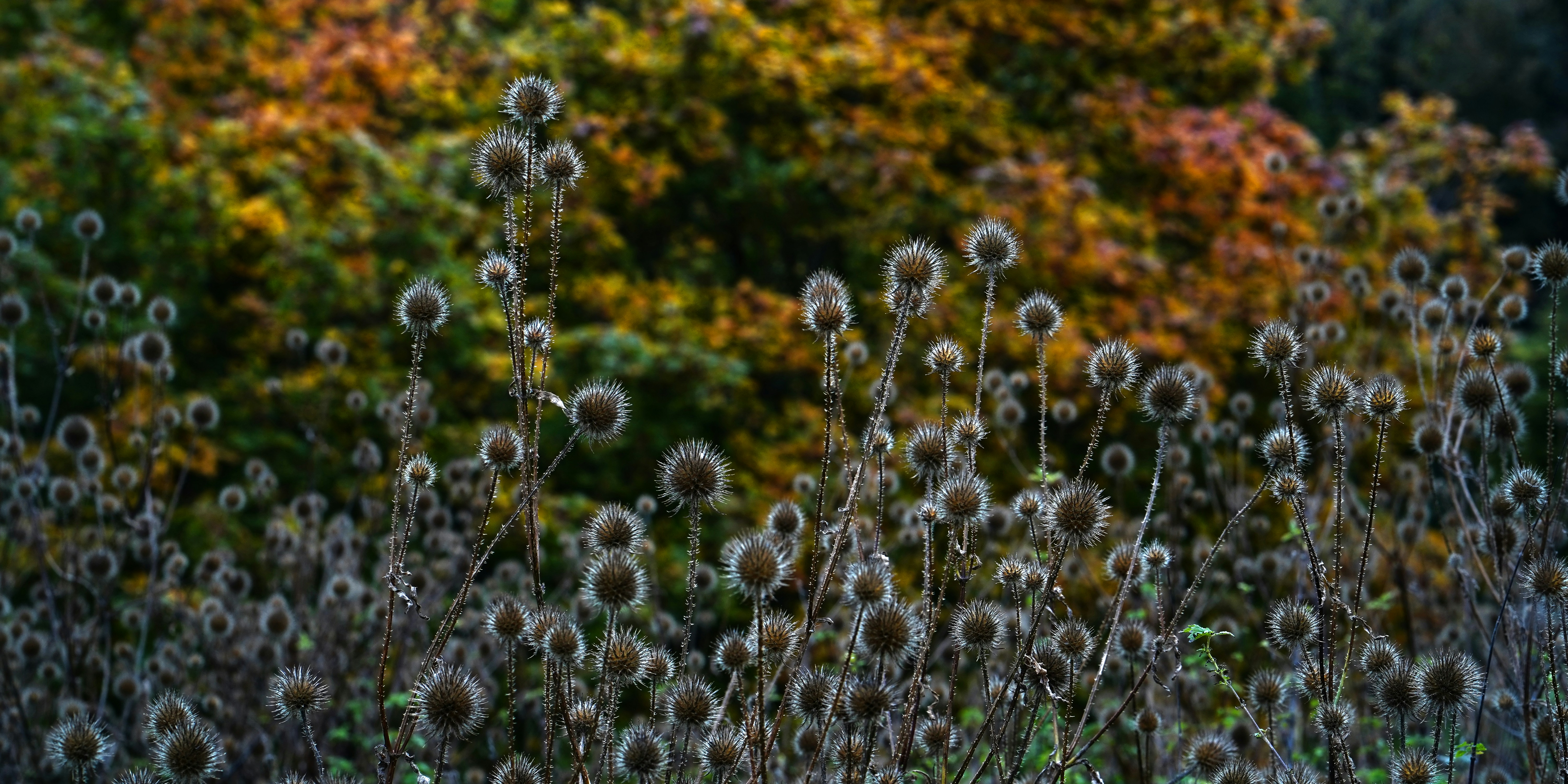 Frosted Seed Heads Against an Autumn Ember Panorama