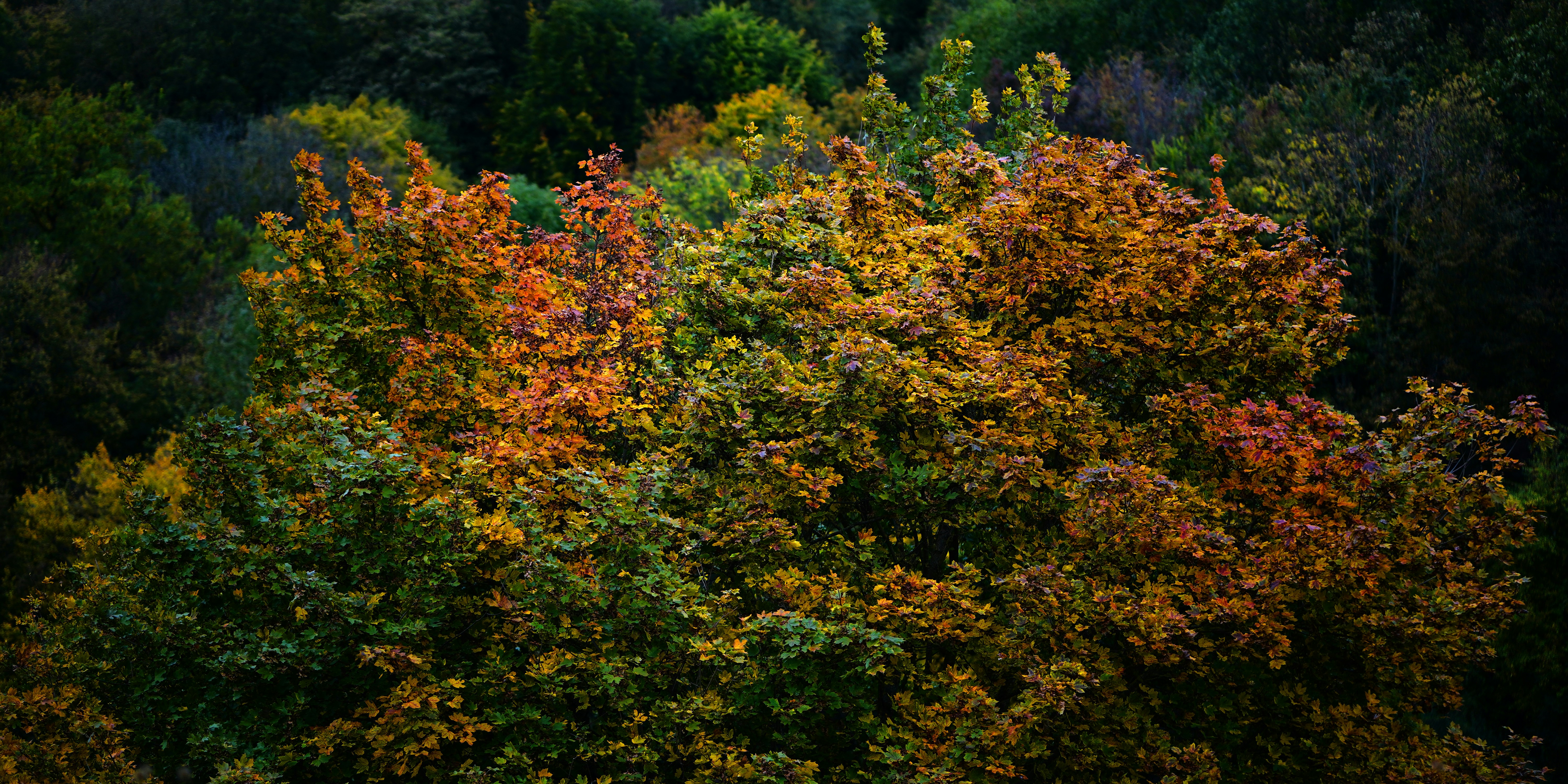 A forest with lots of trees in the fall photo – Free Fröttmaninger berg ...
