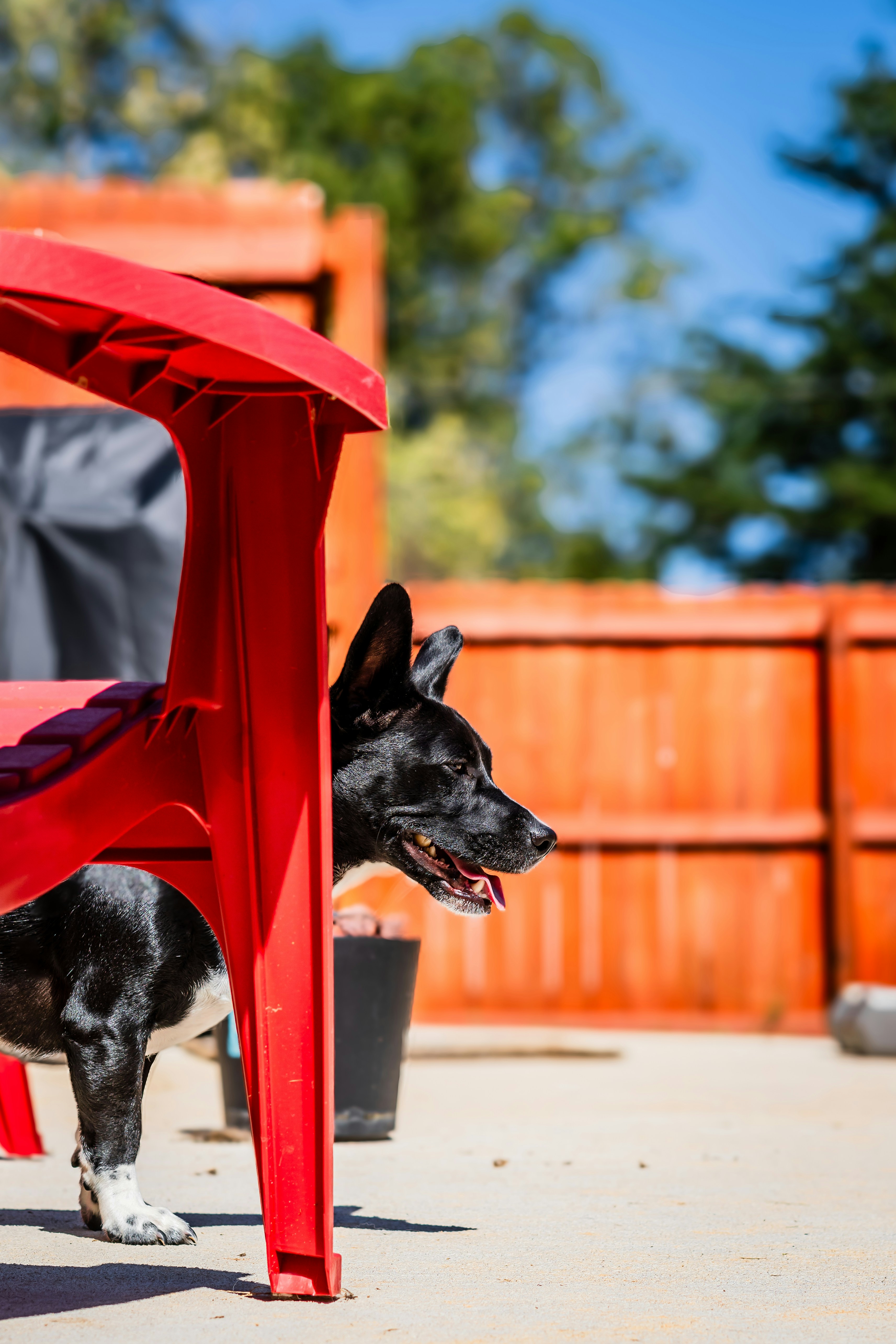 A black and white dog standing next to a red chair