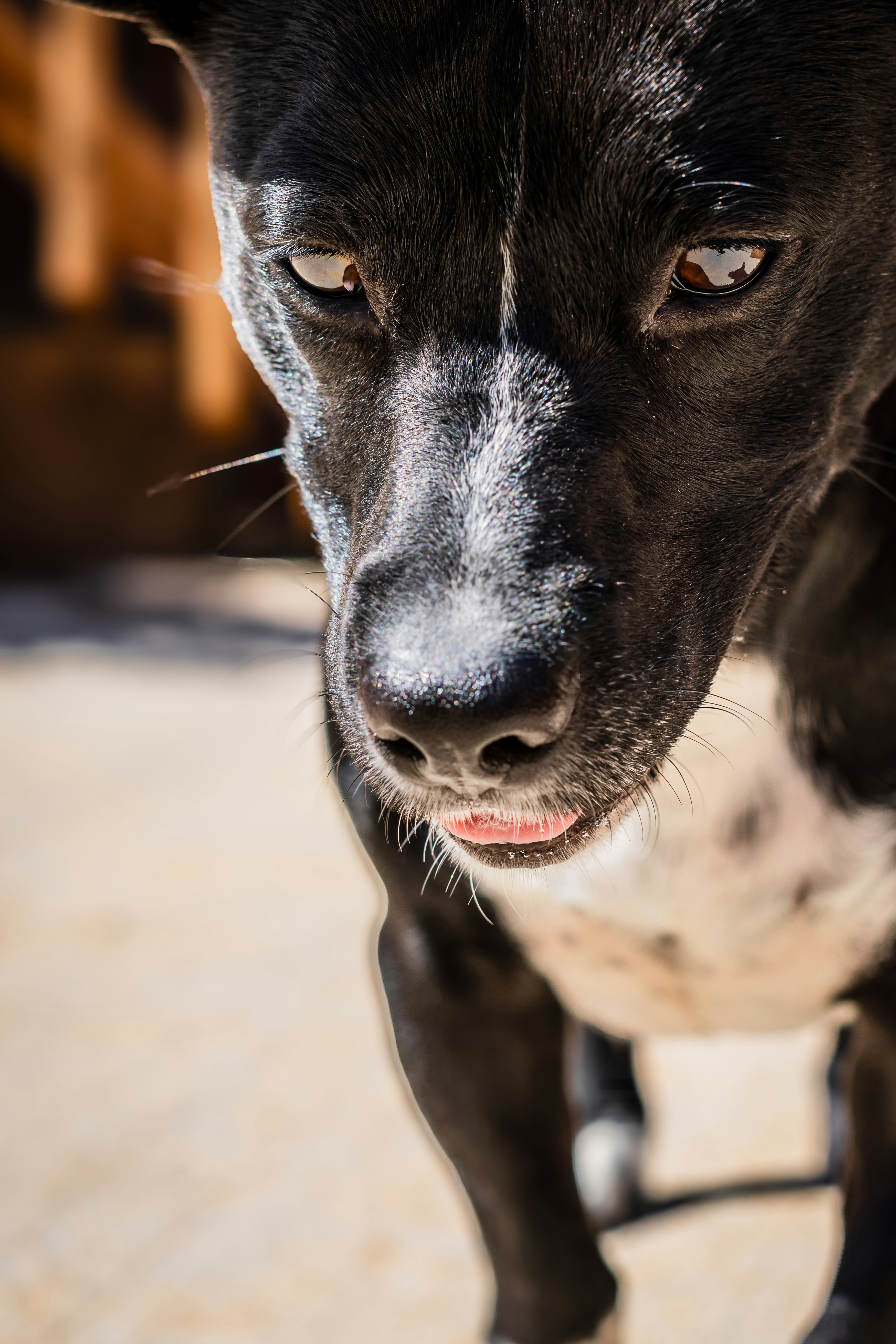 A black and white dog standing on top of a tile floor photo – Free Dog ...