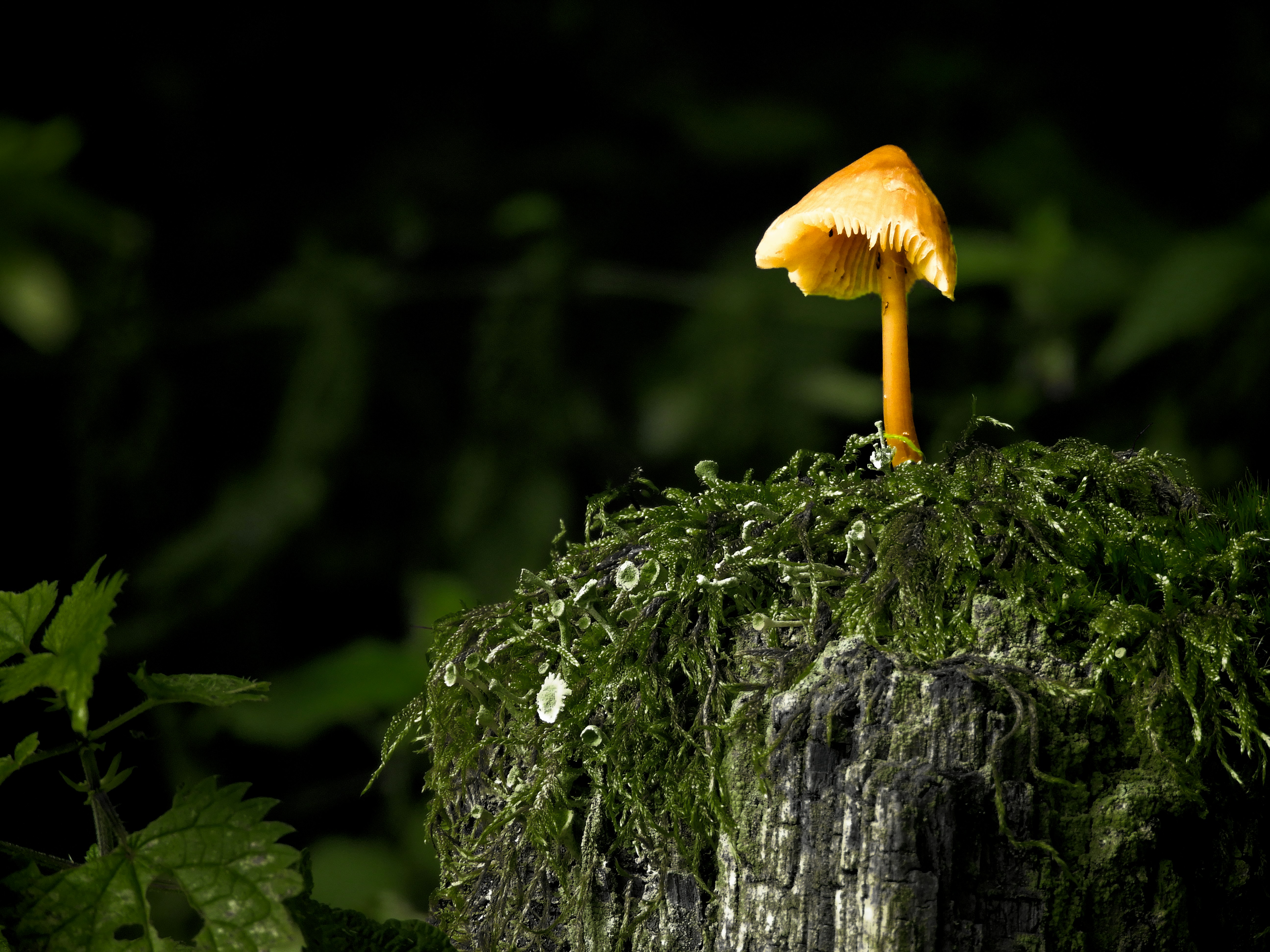 Amber Cap Crowned by Moss on a Shadowed Forest Stump