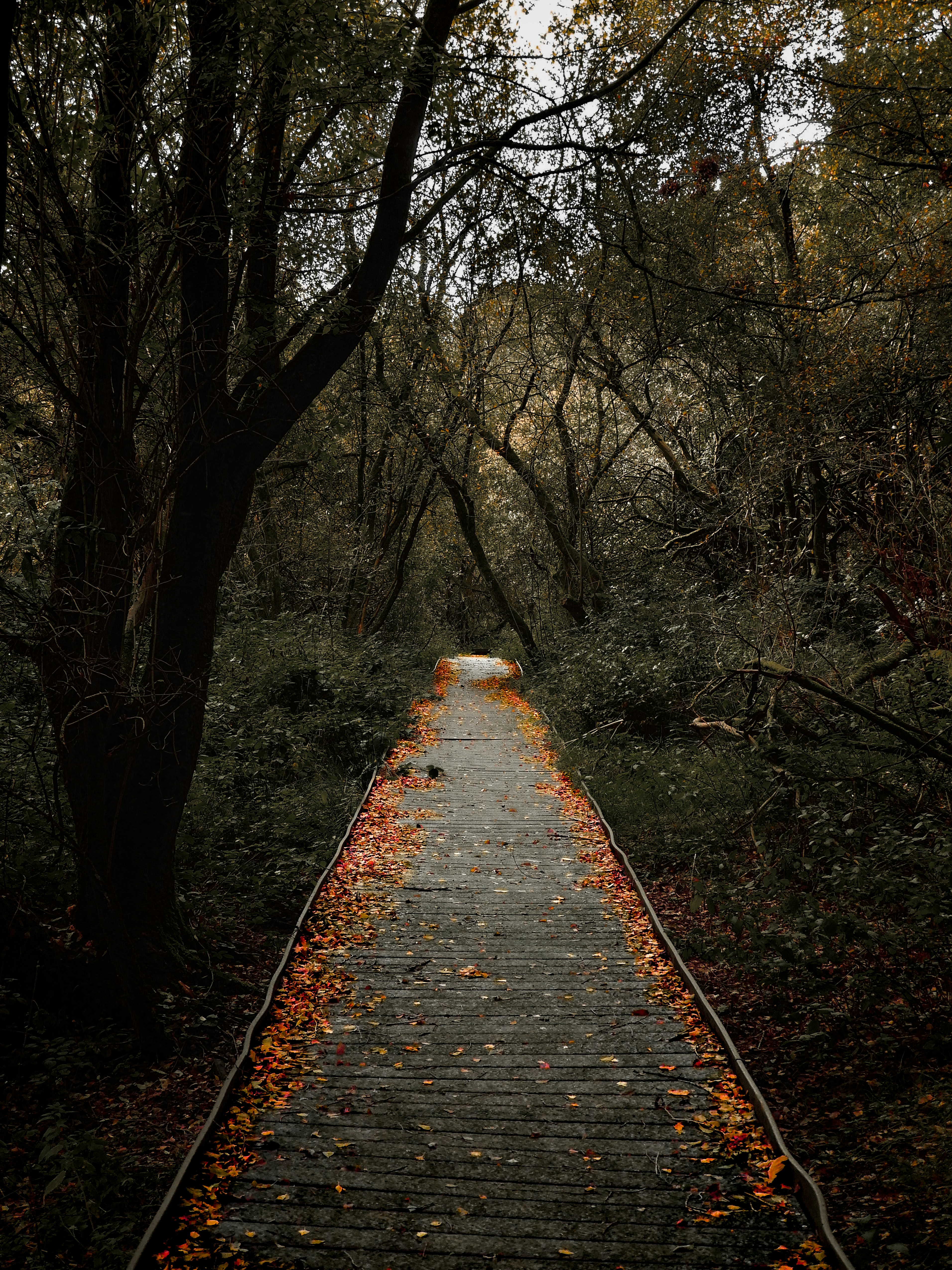 Wooden pathway adorned with fallen leaves, leading into a dense forest with muted autumn colors. A tranquil scene inviting exploration.