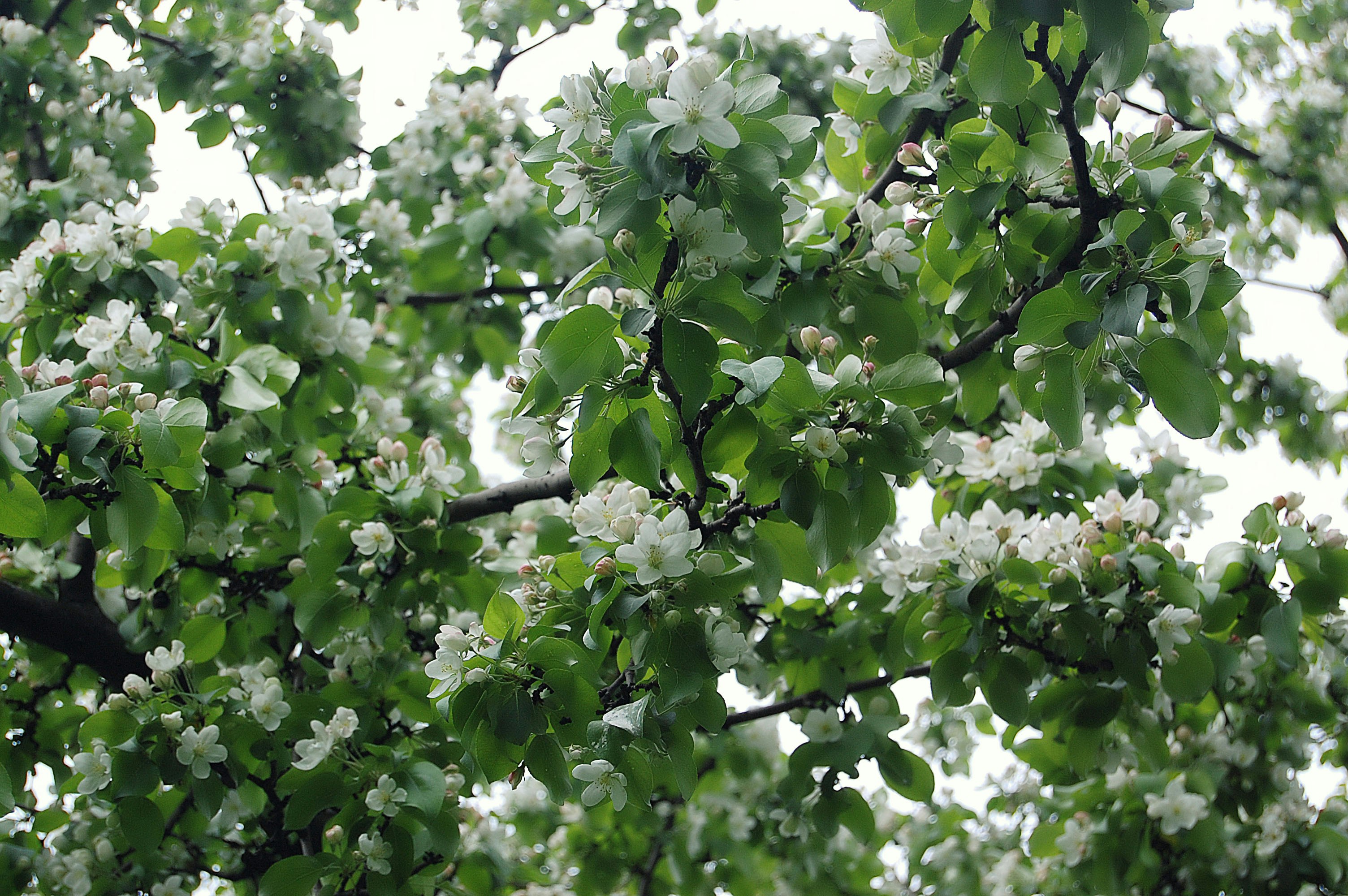 Apple Blossoms Weave Through a Jade Green Canopy