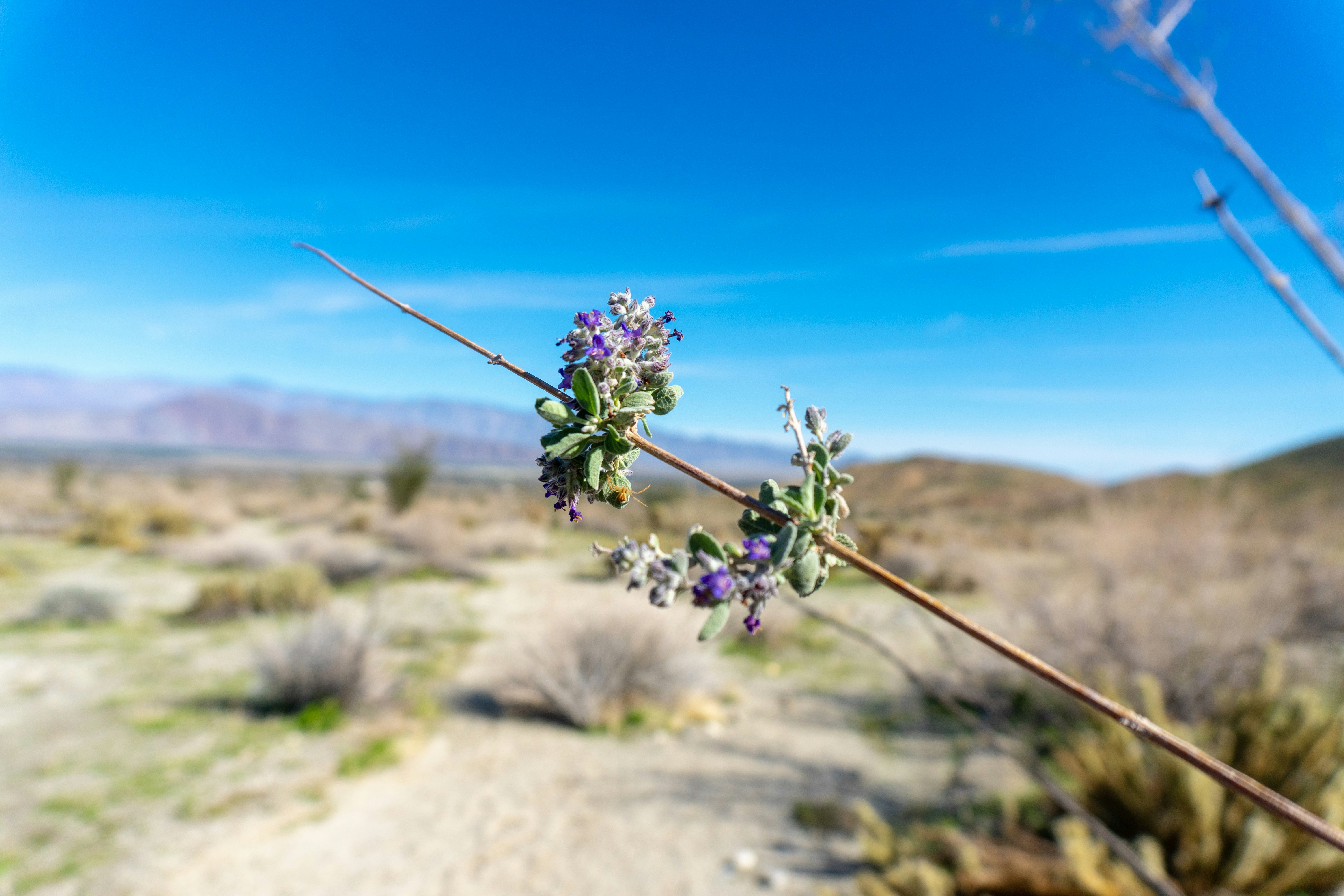 Desert Bloom in Focus: Violet Branch Framed by a Vast Blue Sky