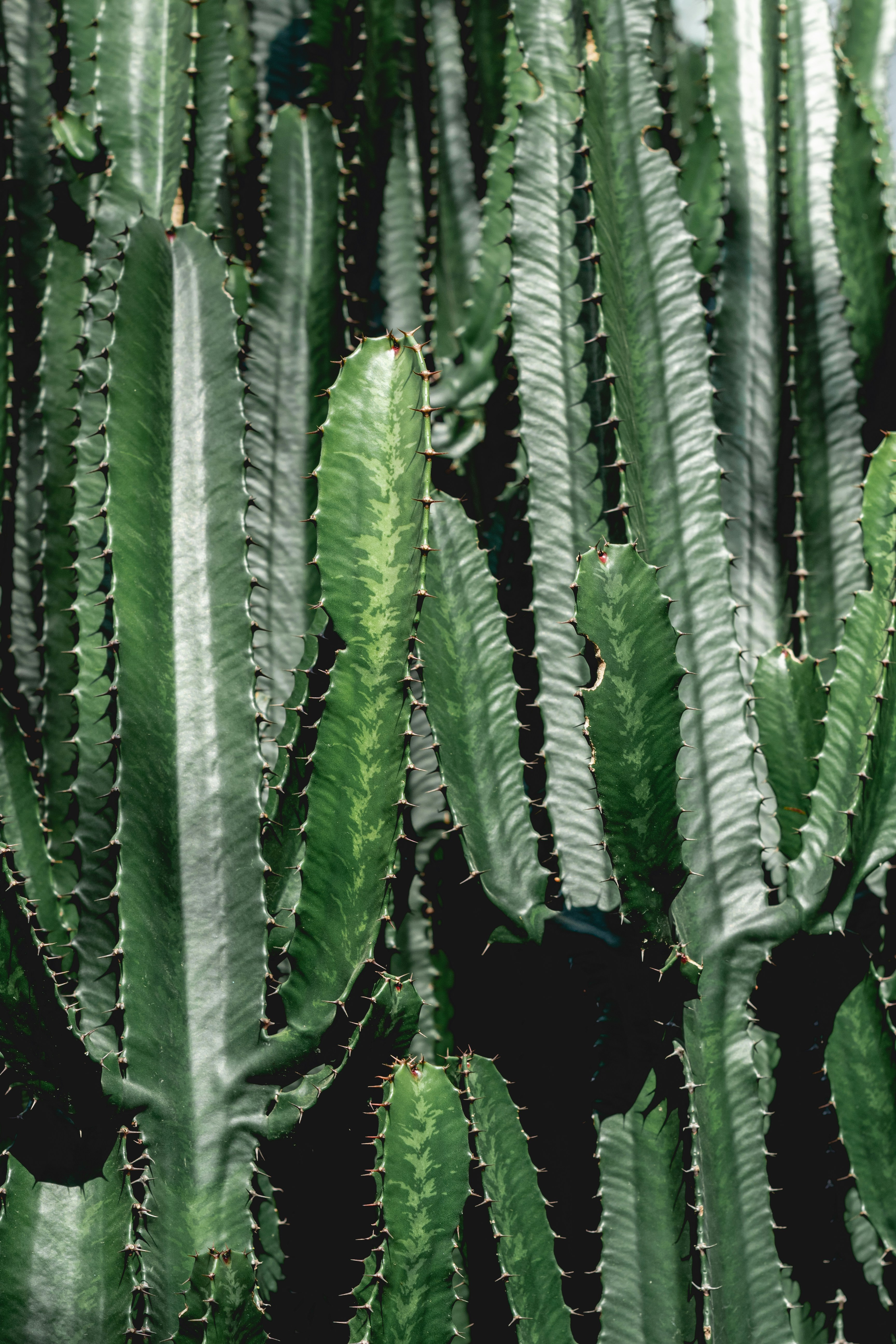 A close up of a green cactus plant photo – Free Nature Image on Unsplash