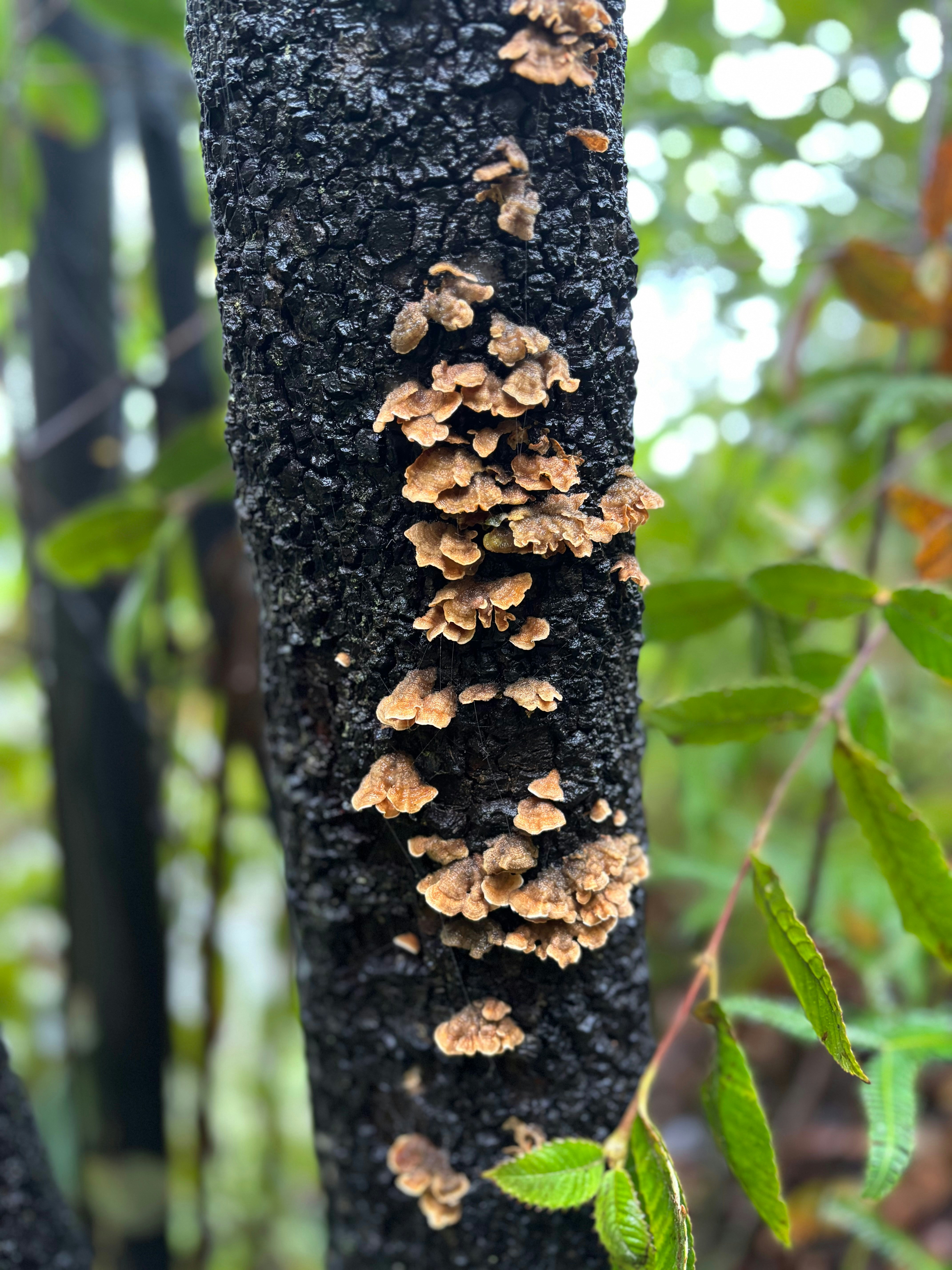 Photo by Marisa Garlet with Apple iPhone 15