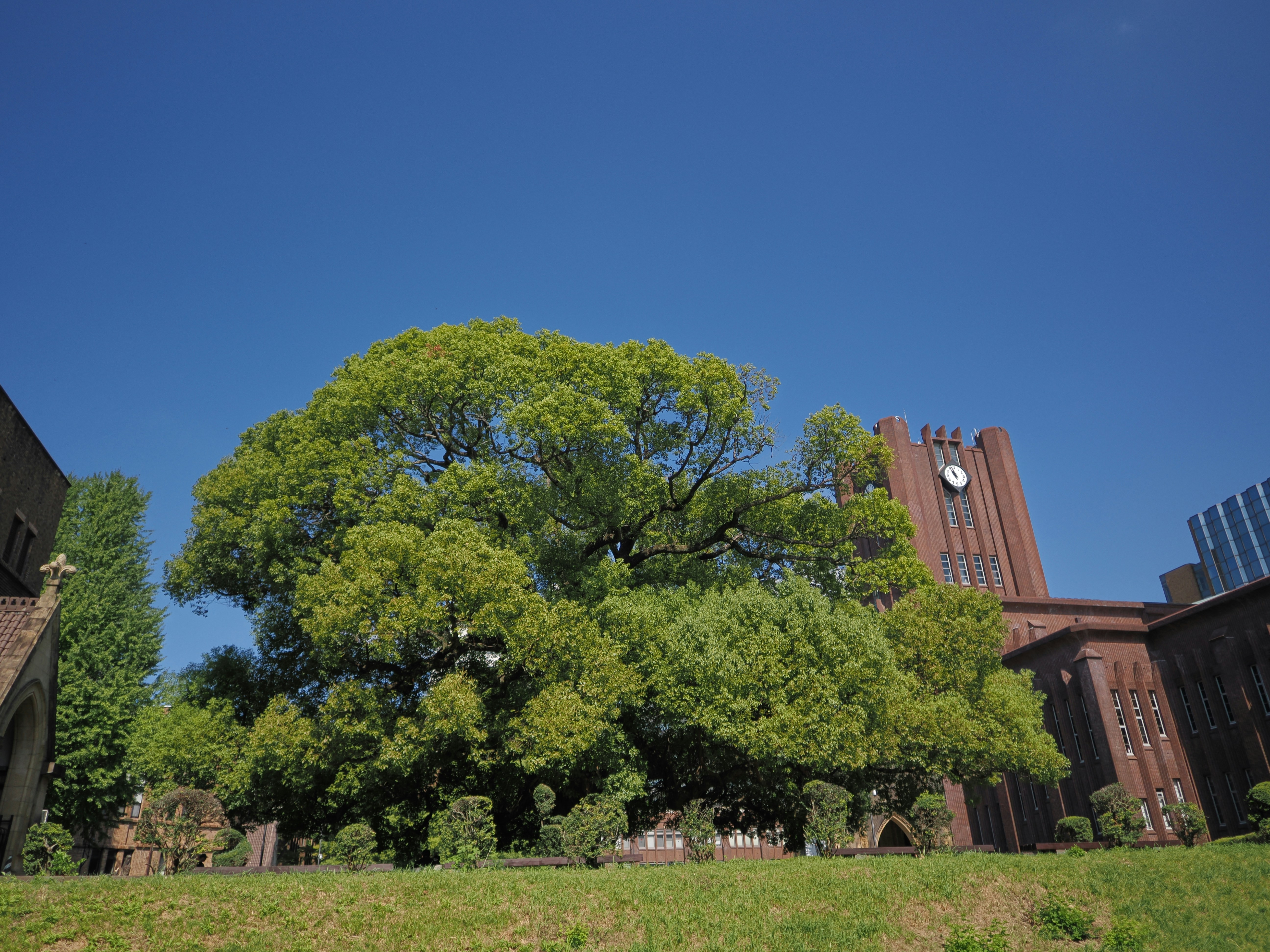 東京大学は、日本の最高学府として知られ、知識と探求のシンボルです。キャンパス内には歴史ある建物や美しい自然が広がり、多くの学生や研究者が学びを深めています。この写真は、東京大学の象徴的な風景を捉えた一枚です。