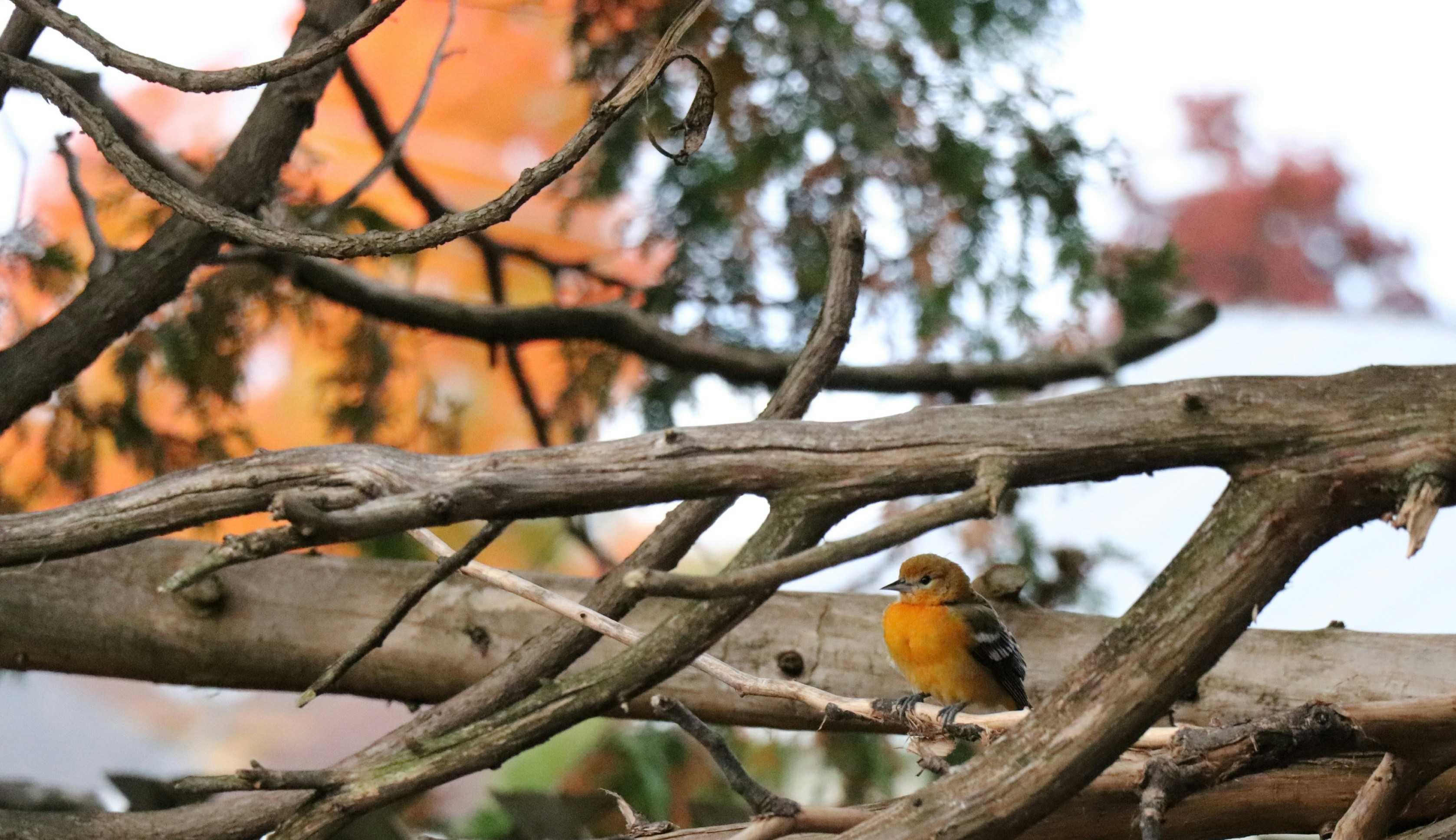 Amber Ember on a Weathered Branch: A Tiny Bird Amid Autumn Light