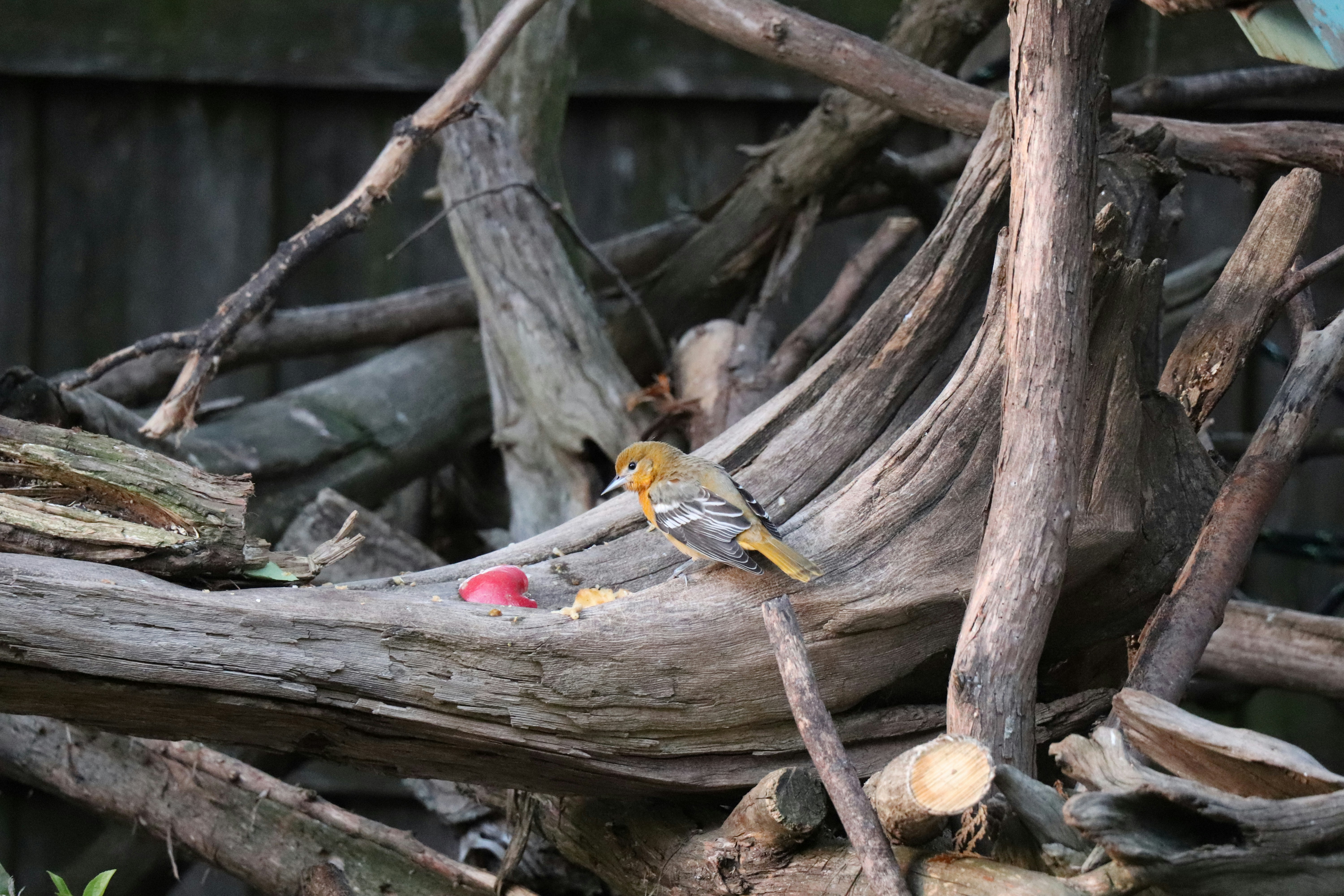 Driftwood Serenade: A Small Yellow Bird Perched Among Weathered Logs