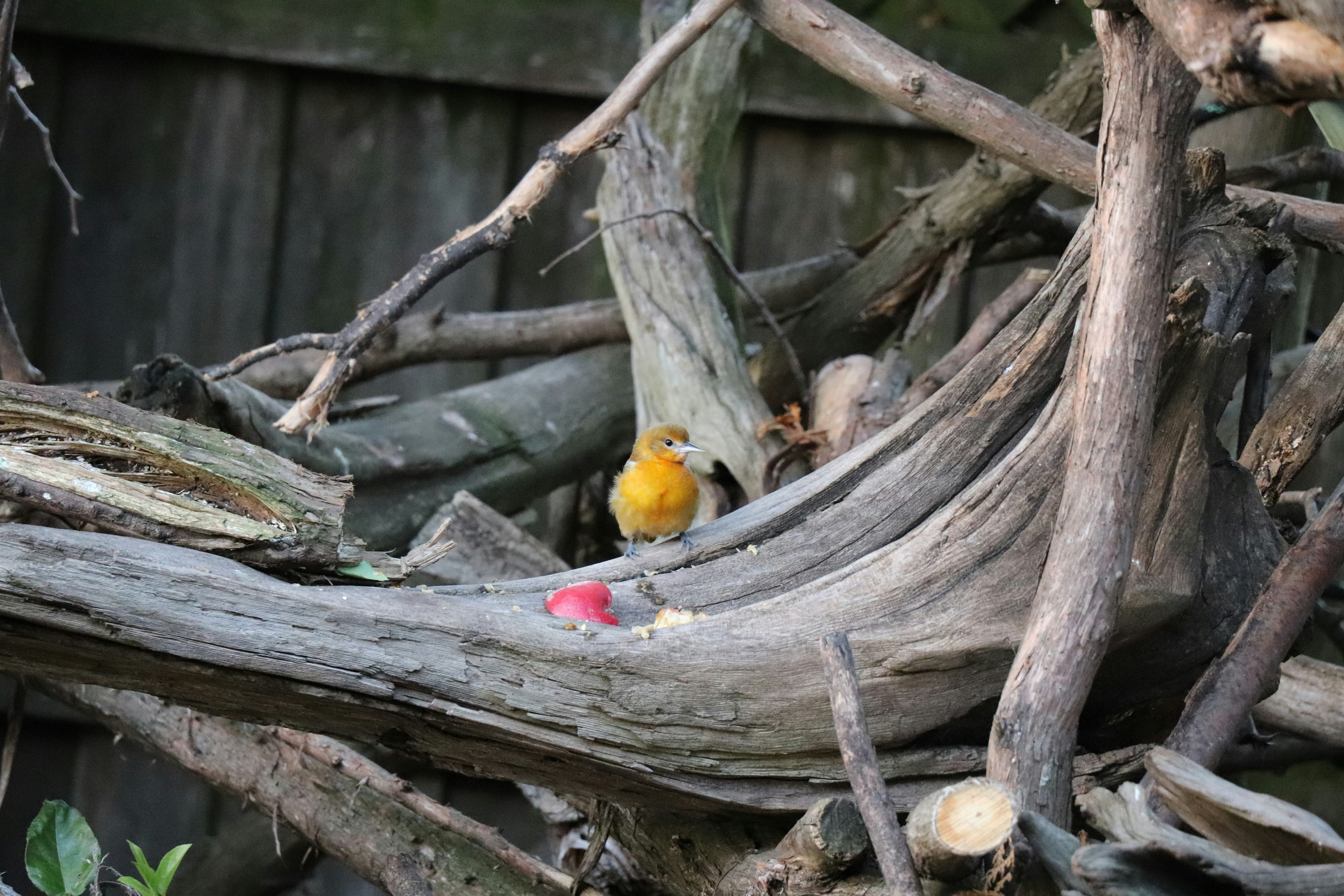 Gold Ember on Weathered Driftwood: a Quiet Moment Among Tangles