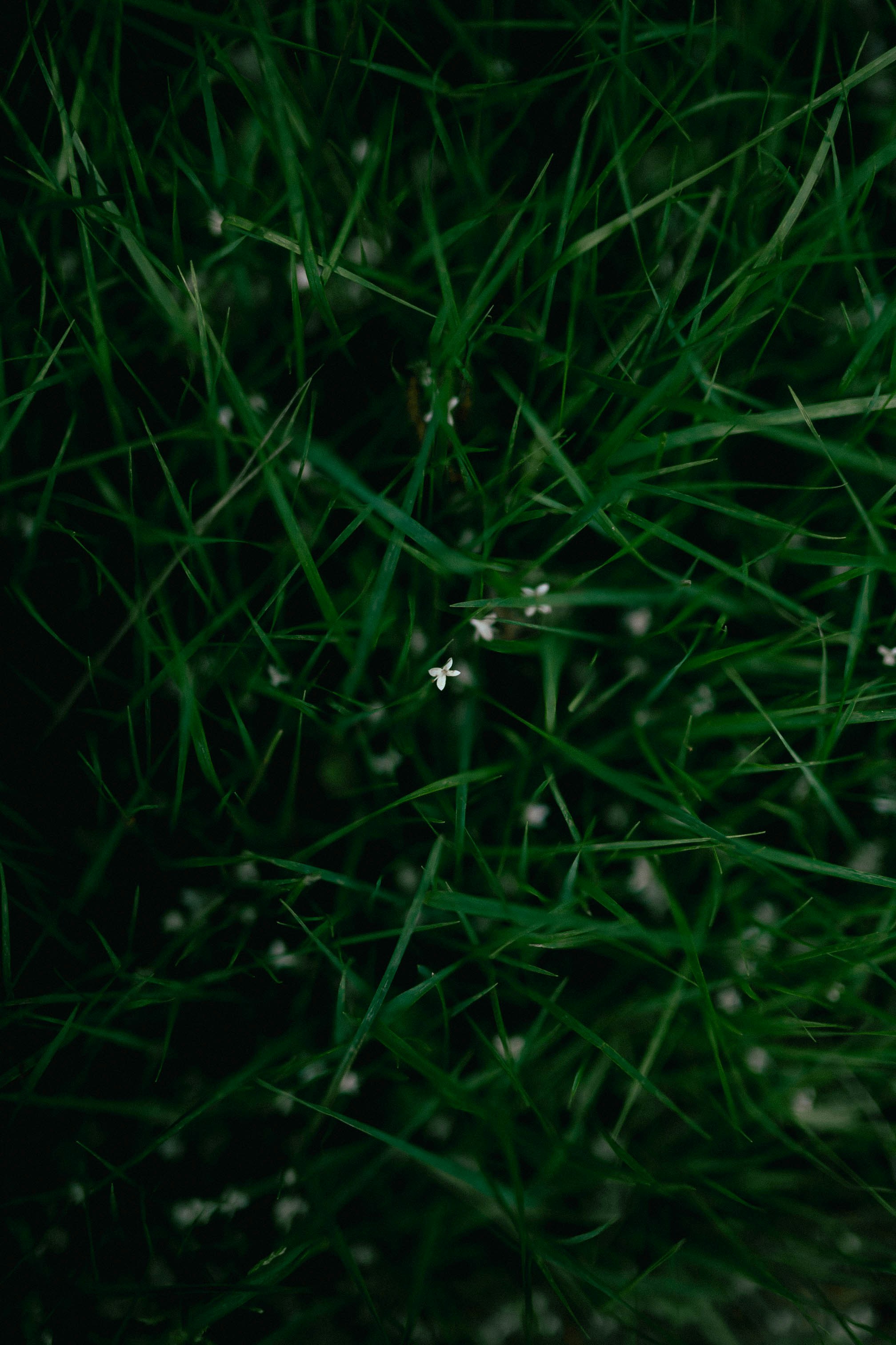 Midnight Meadow Macro: Emerald Blades & Tiny White Accents