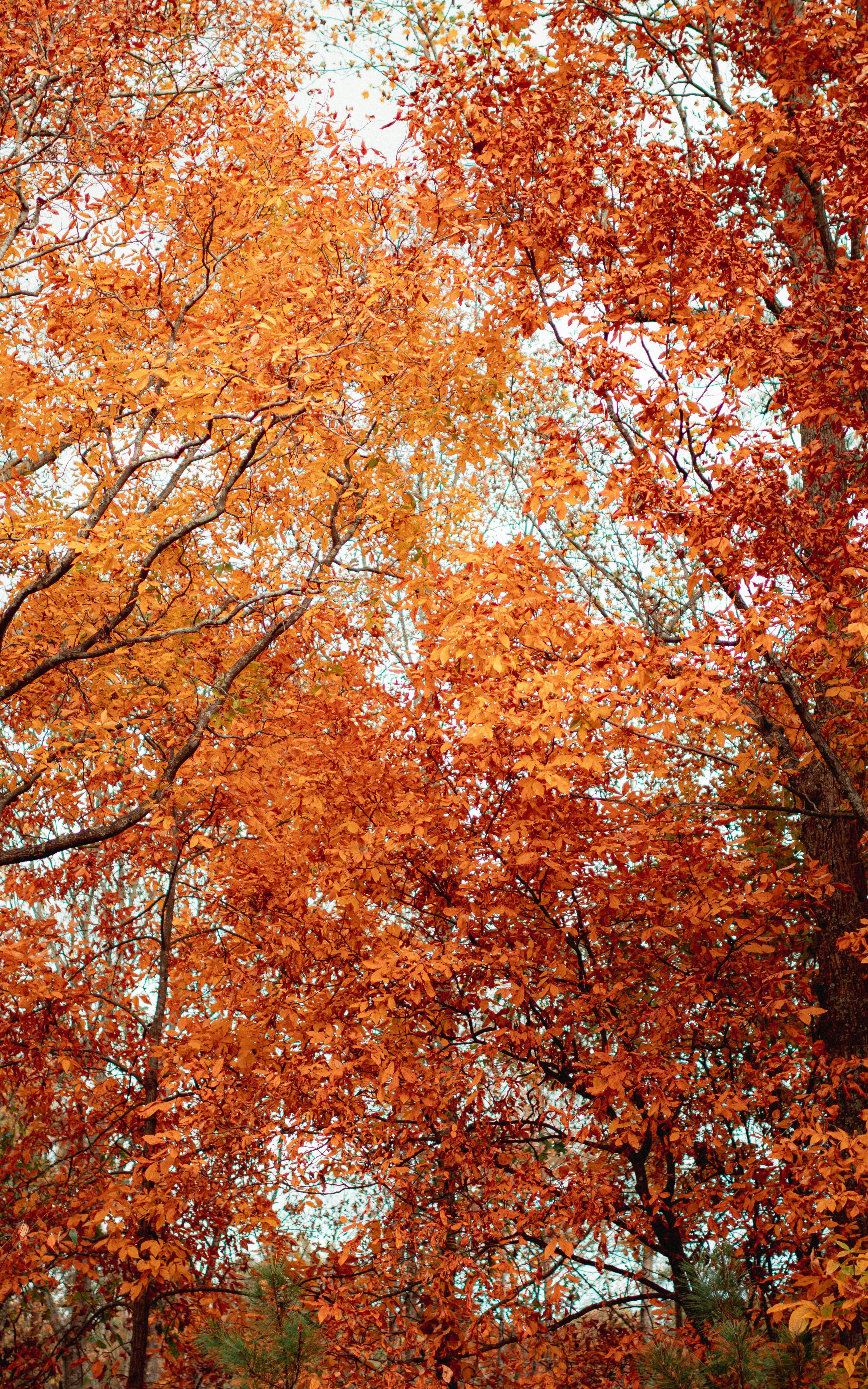 A forest filled with lots of trees covered in fall leaves photo – Free ...