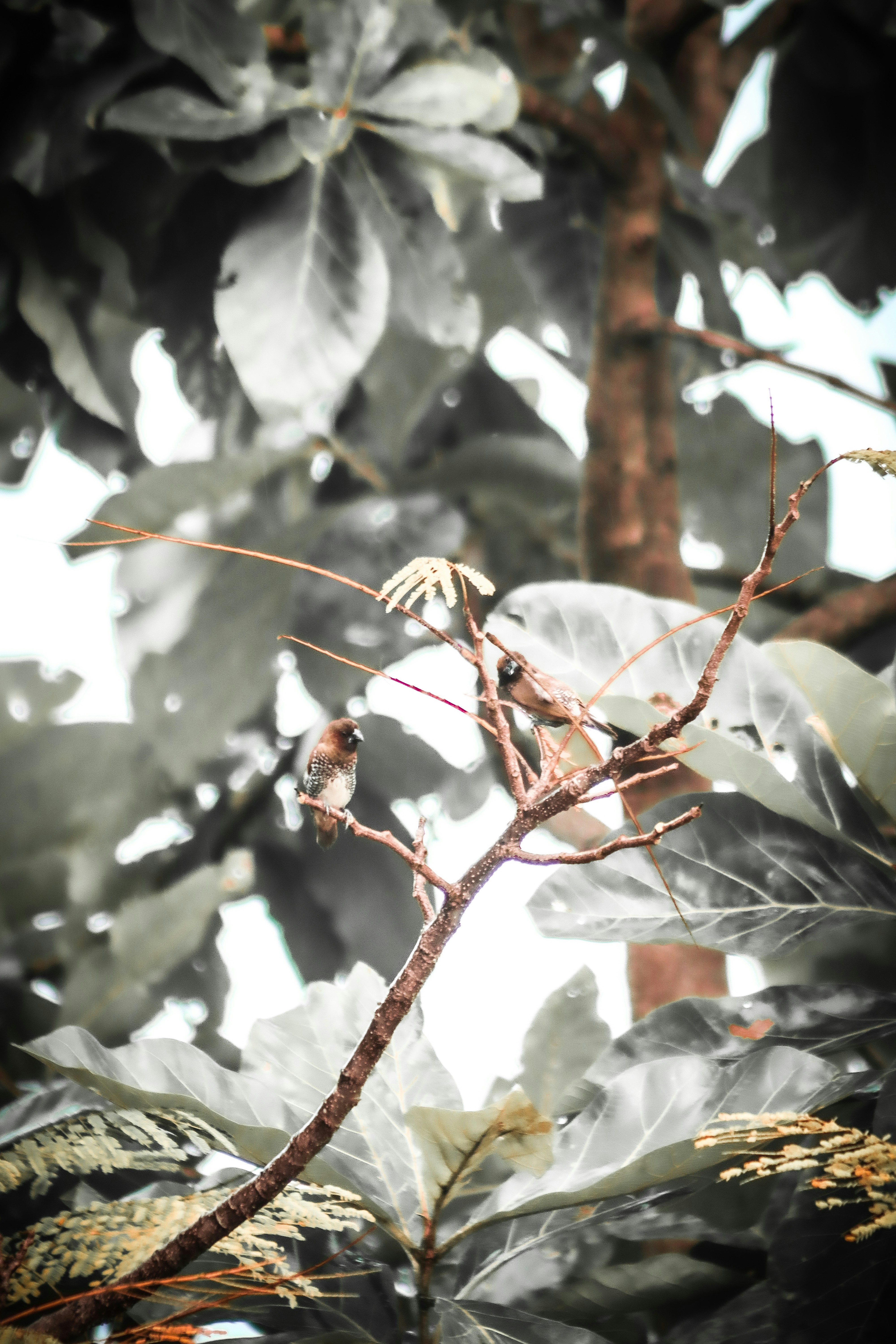 Whispers Among the Leaves