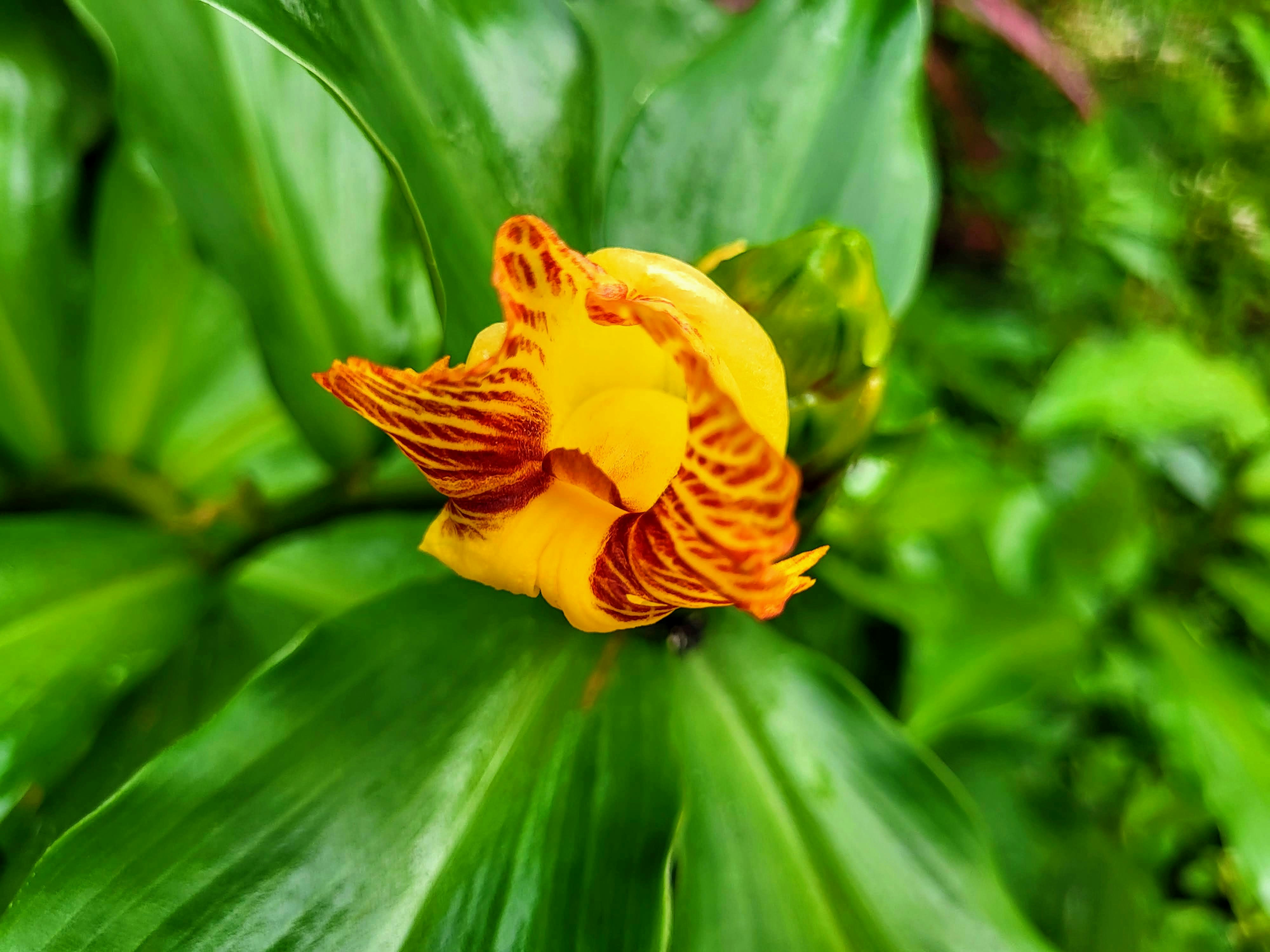 Stripes in Sunlight: a Canna Bloom Amid Emerald Leaves