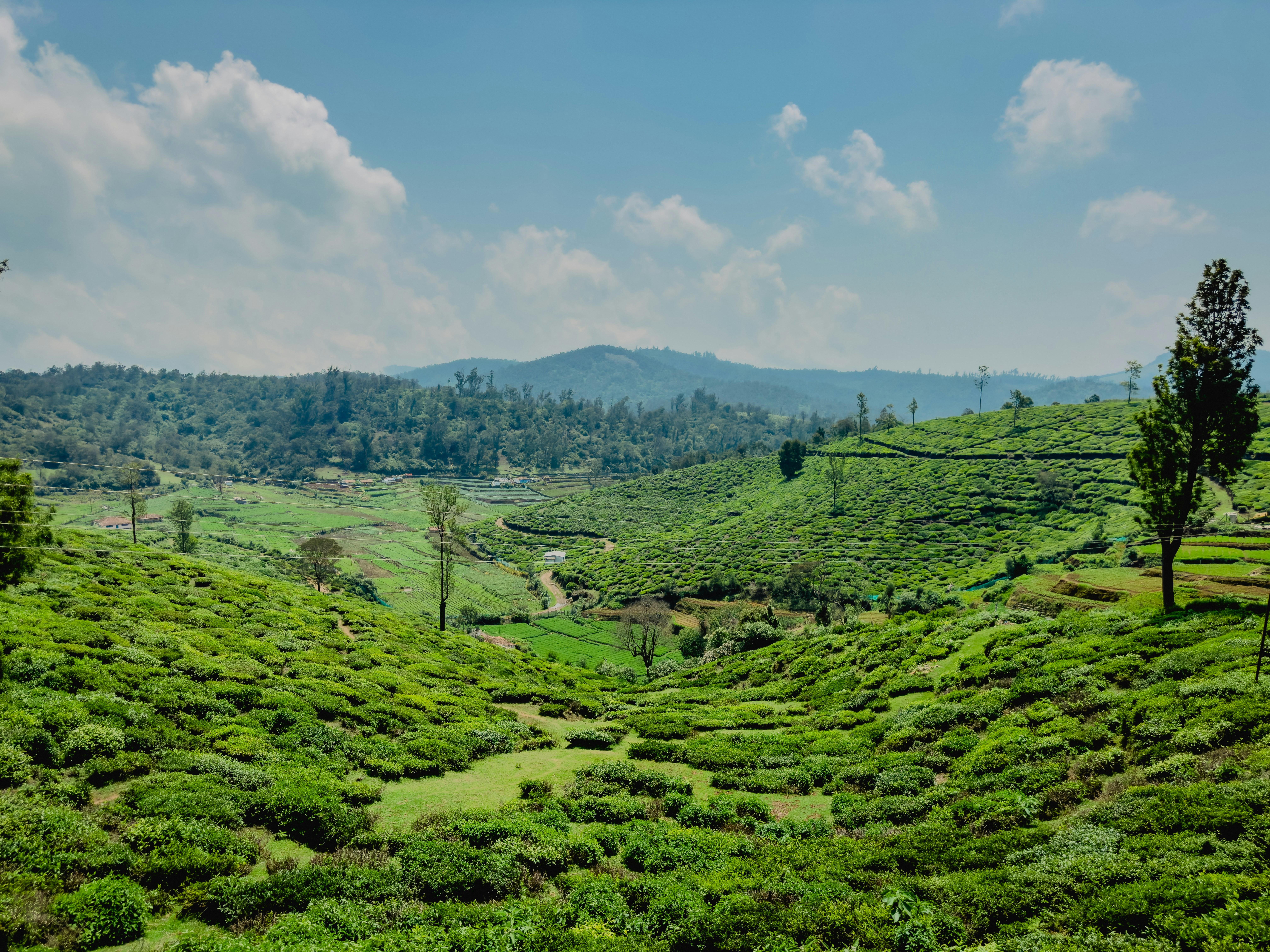 Tea Hills at Quiet Light: A Winding Corridor Through Emerald Terraces