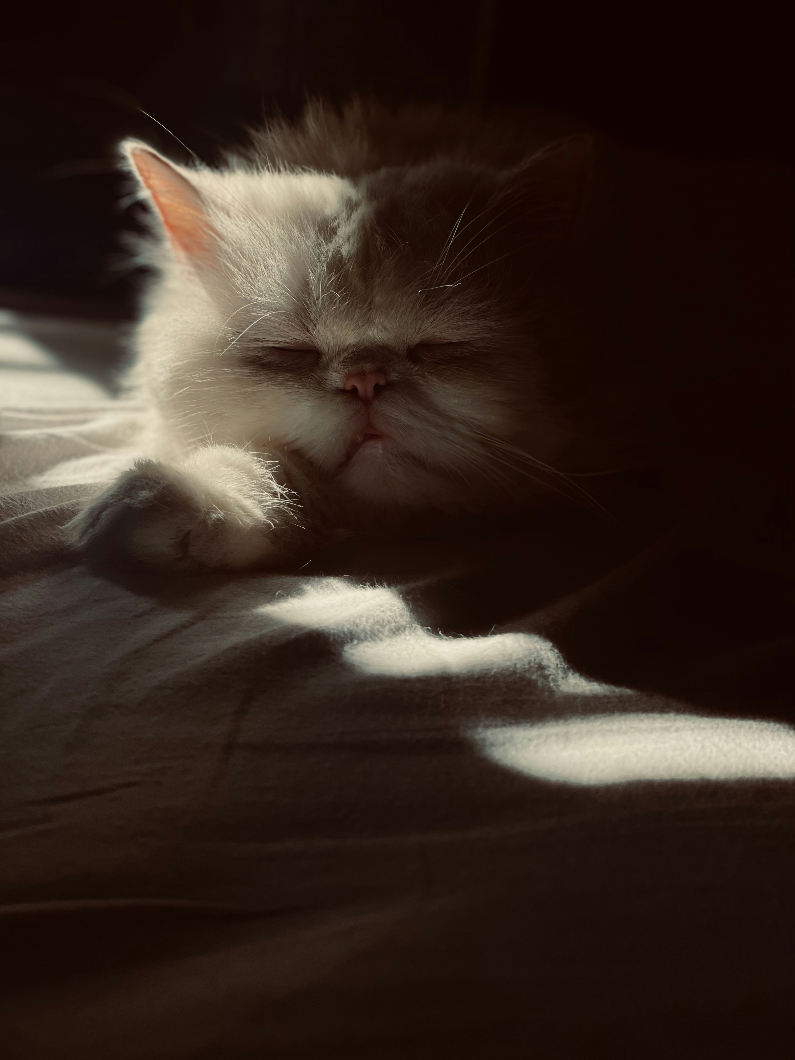 Whiskered Serenity: A Feline's Embrace of Light and Shadow