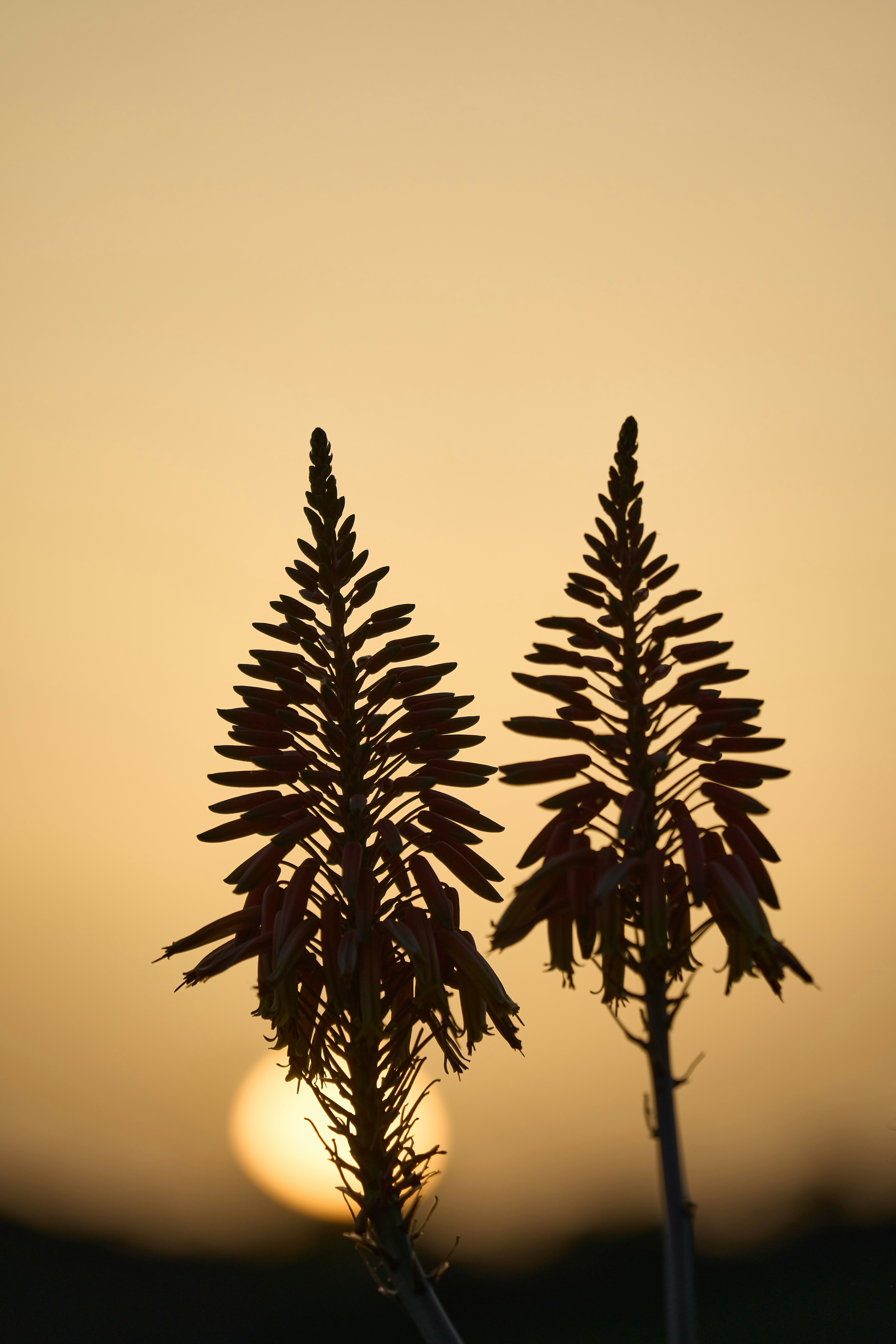 Twin Silhouette Spires Against a Quiet Sunset