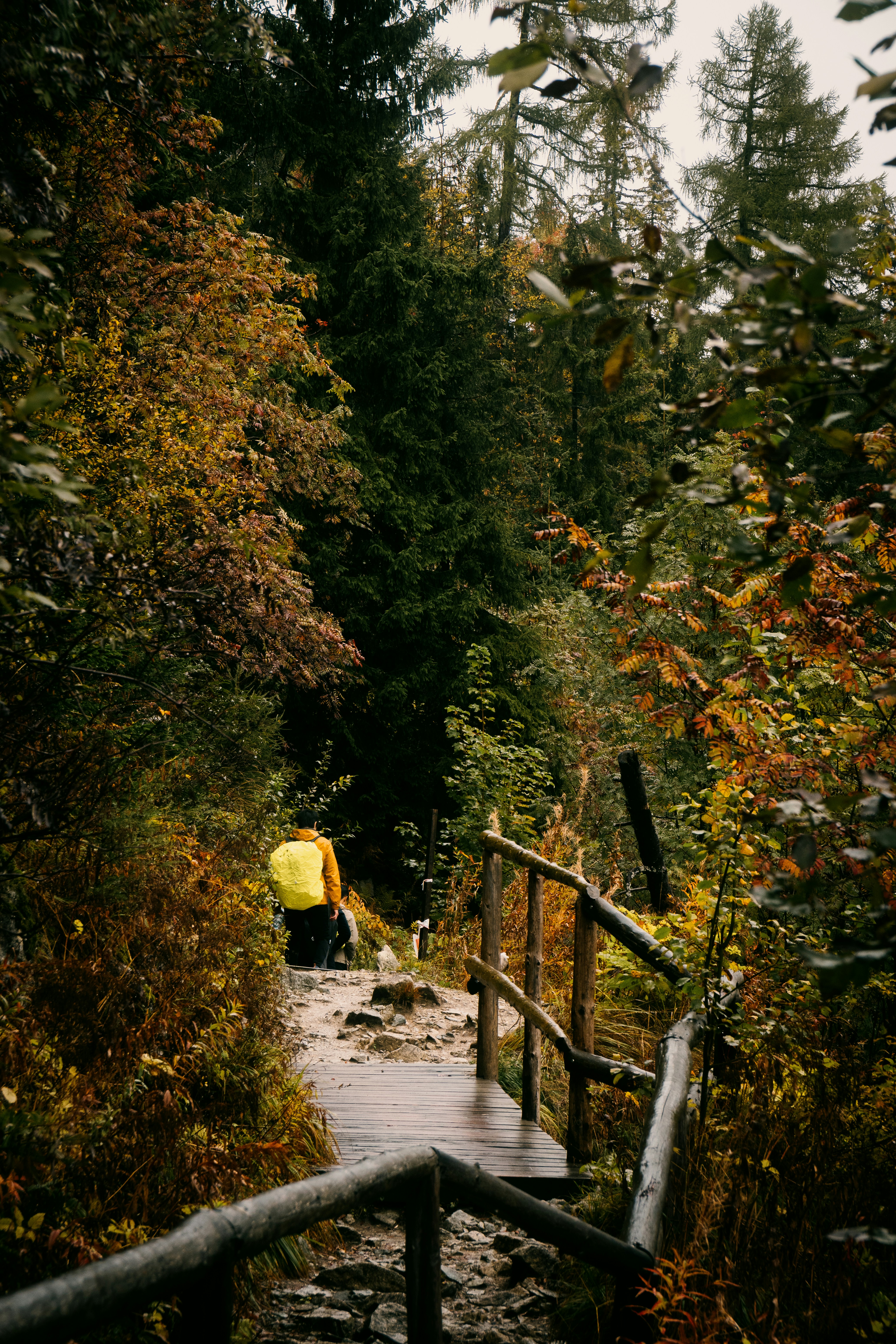 Lone hiker in a yellow jacket threads a forest boardwalk through autumn mist