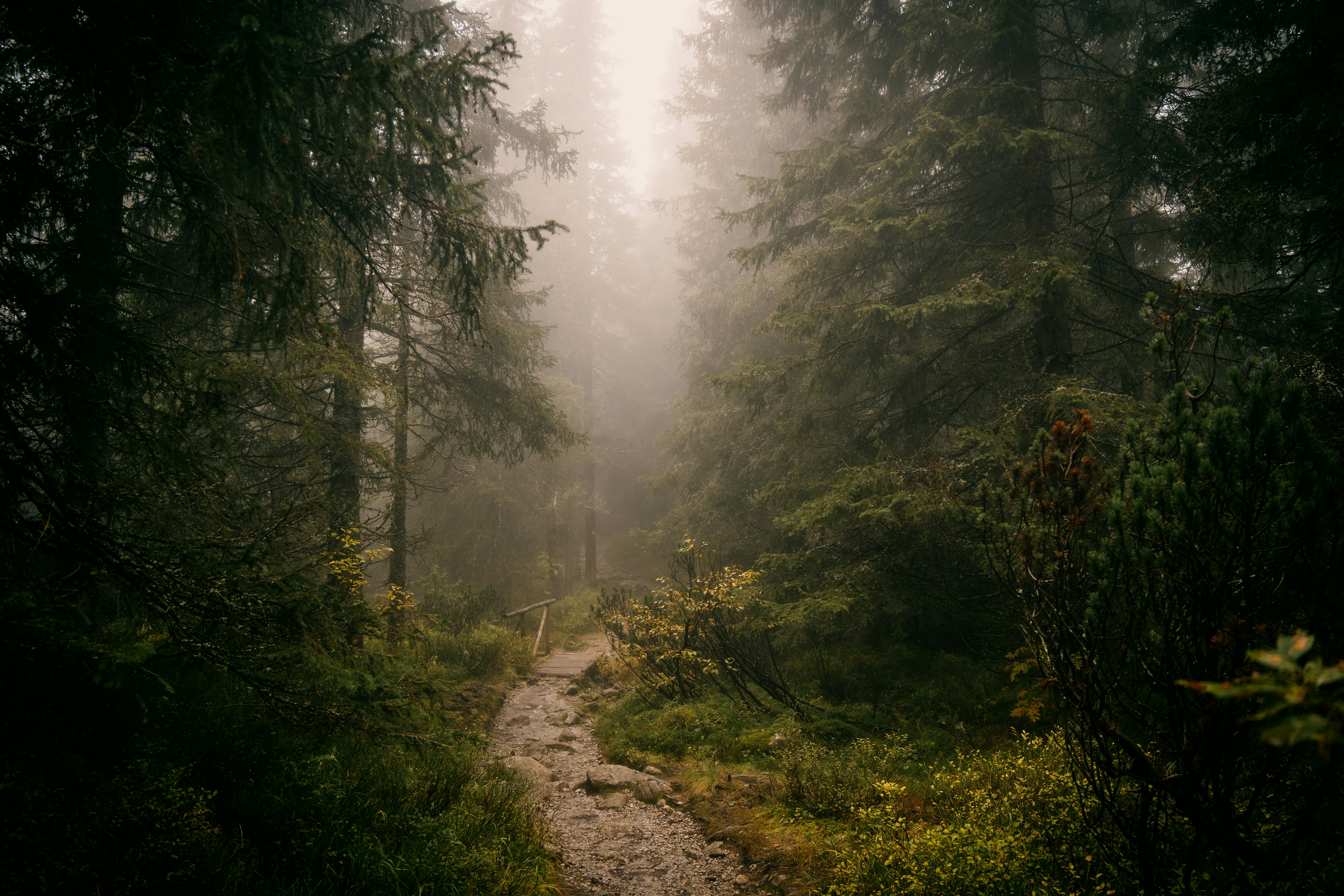 A path in the middle of a forest photo – Free Forest Image on Unsplash