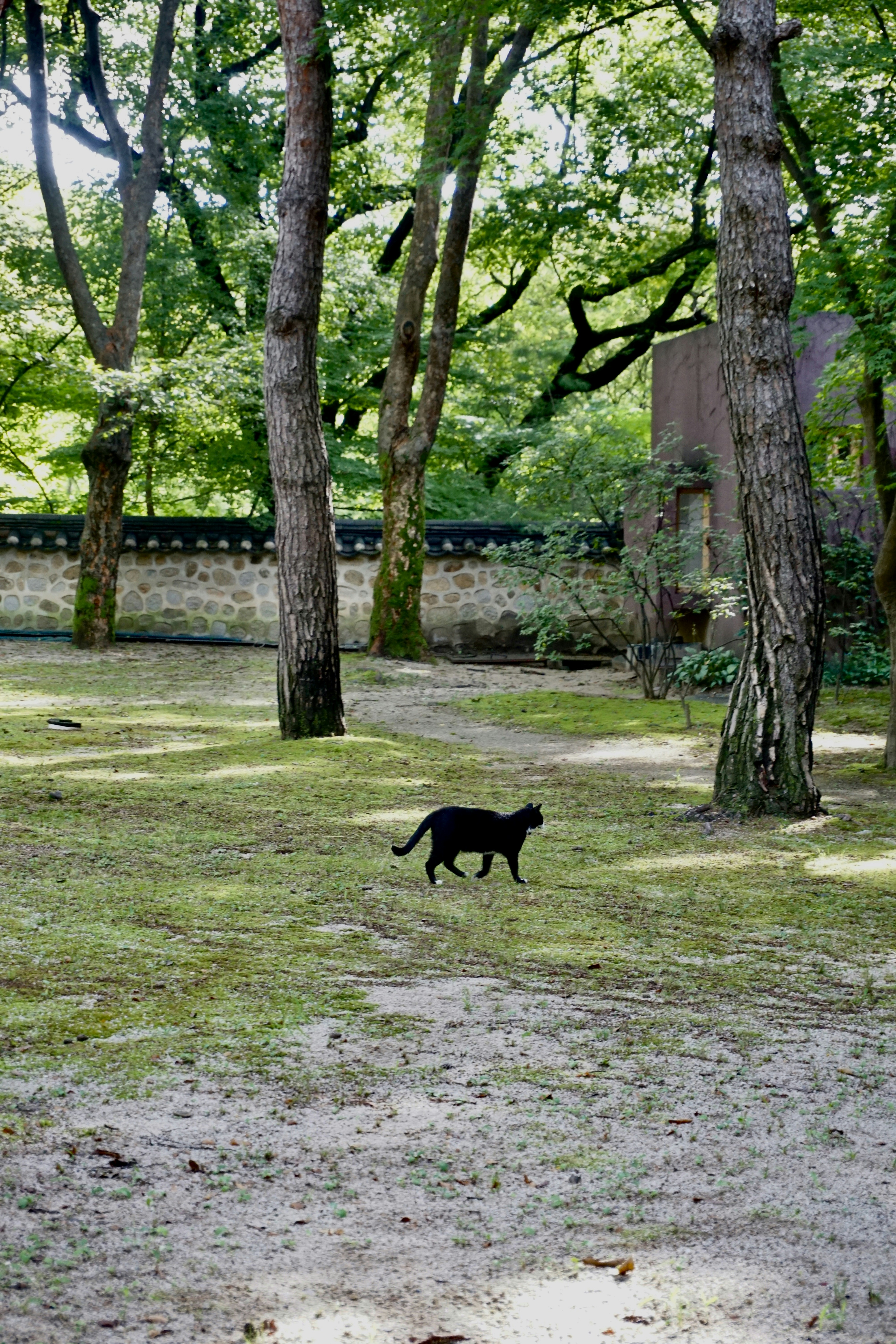 Shadow Crossing: A Black Cat in the Sunlit Courtyard