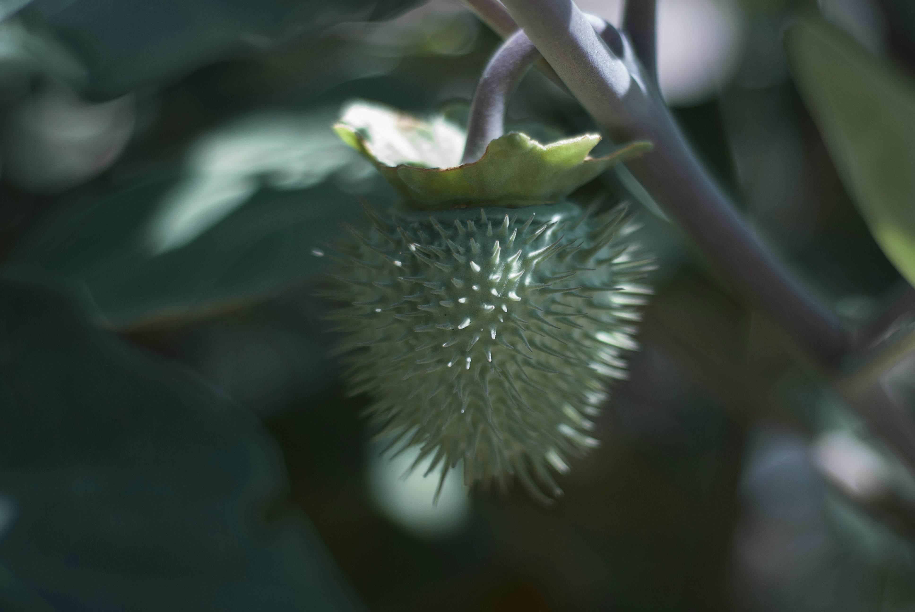 Emerald Spines: Close-Up on a Green Burr in Quiet Light