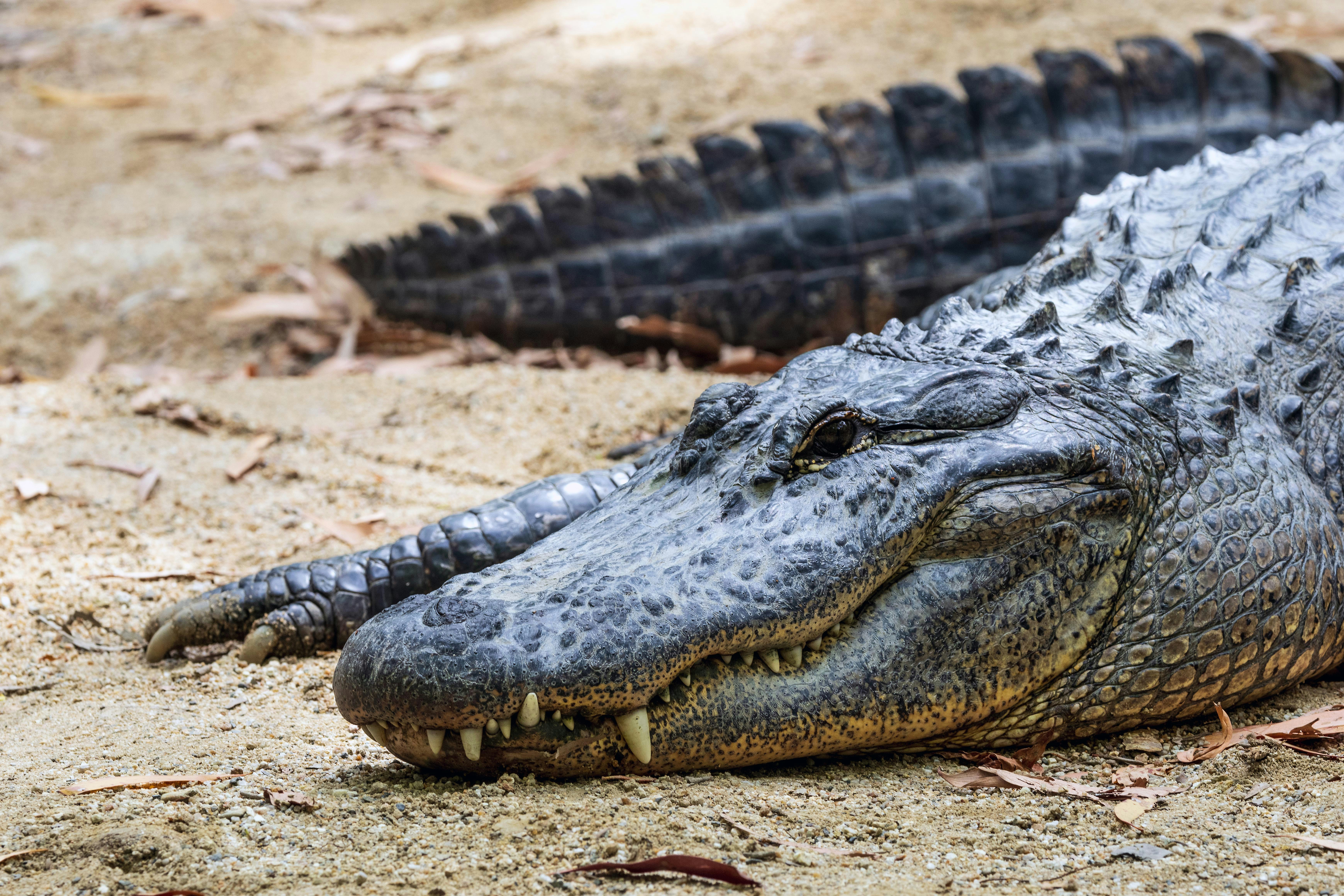 A large alligator laying on the ground photo – Free Hartley's crocodile ...