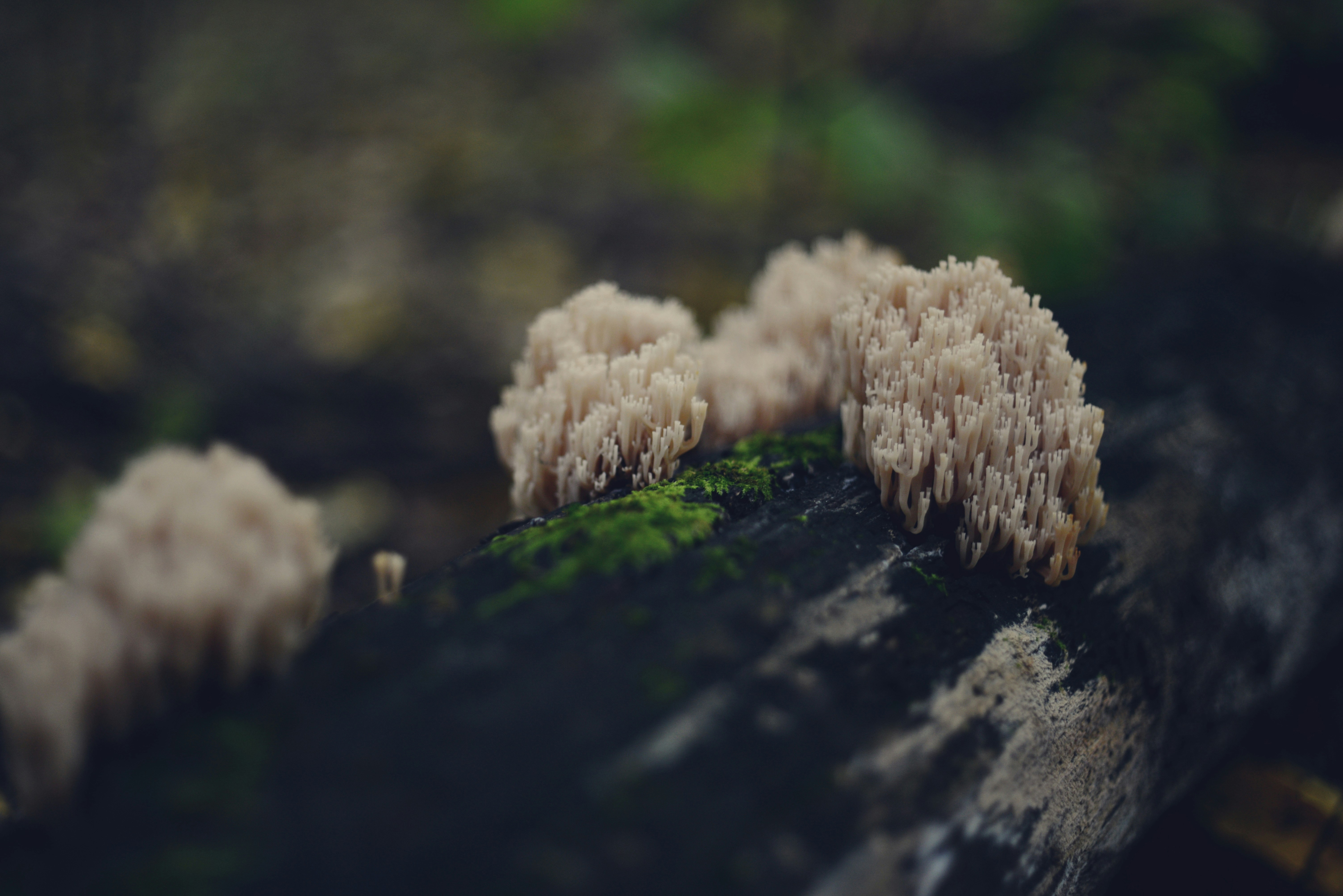 Moss-kissed Coral Fungi on a Weathered Log
