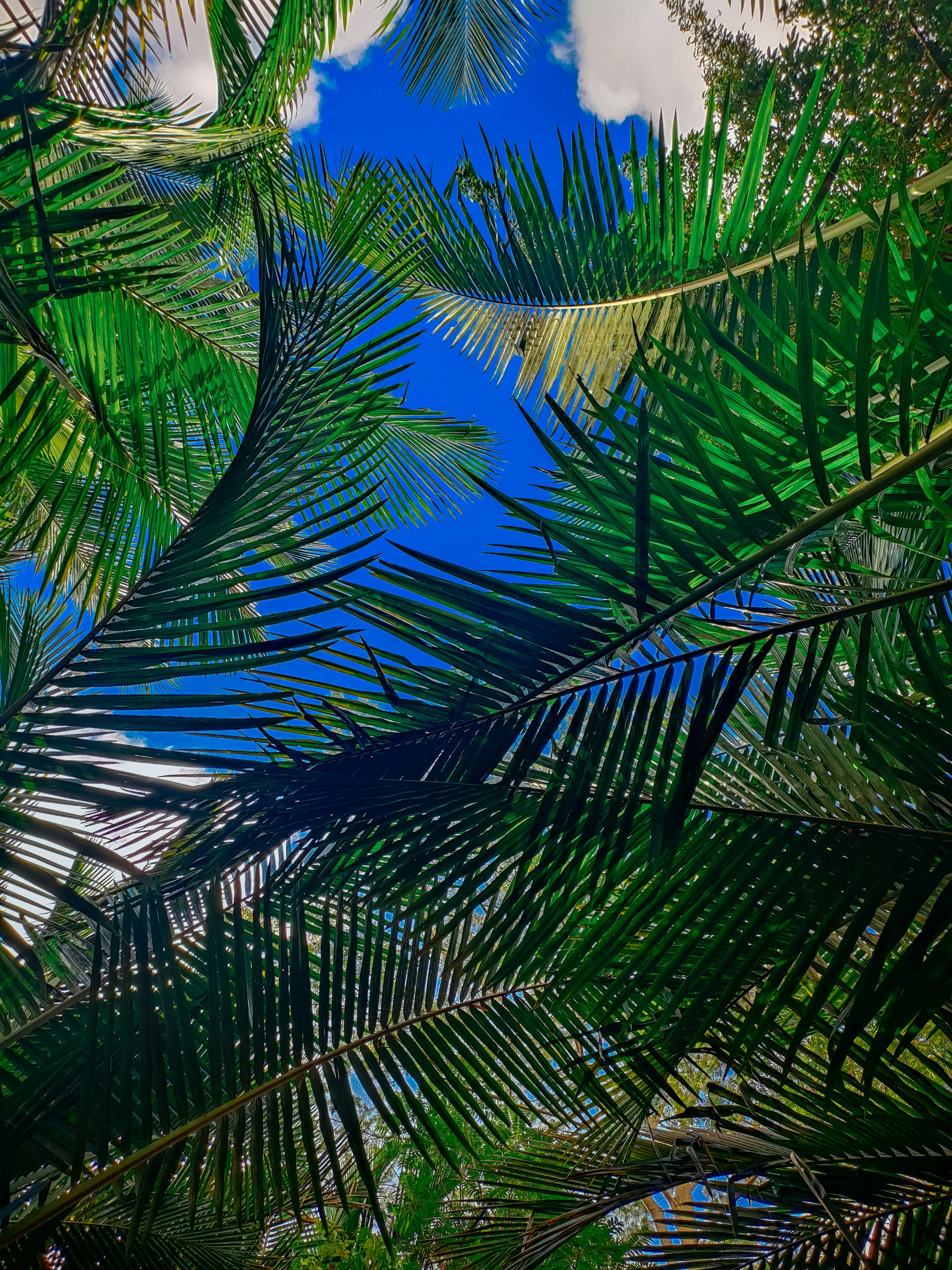 A palm tree with a blue sky in the background photo – Free Balang ...