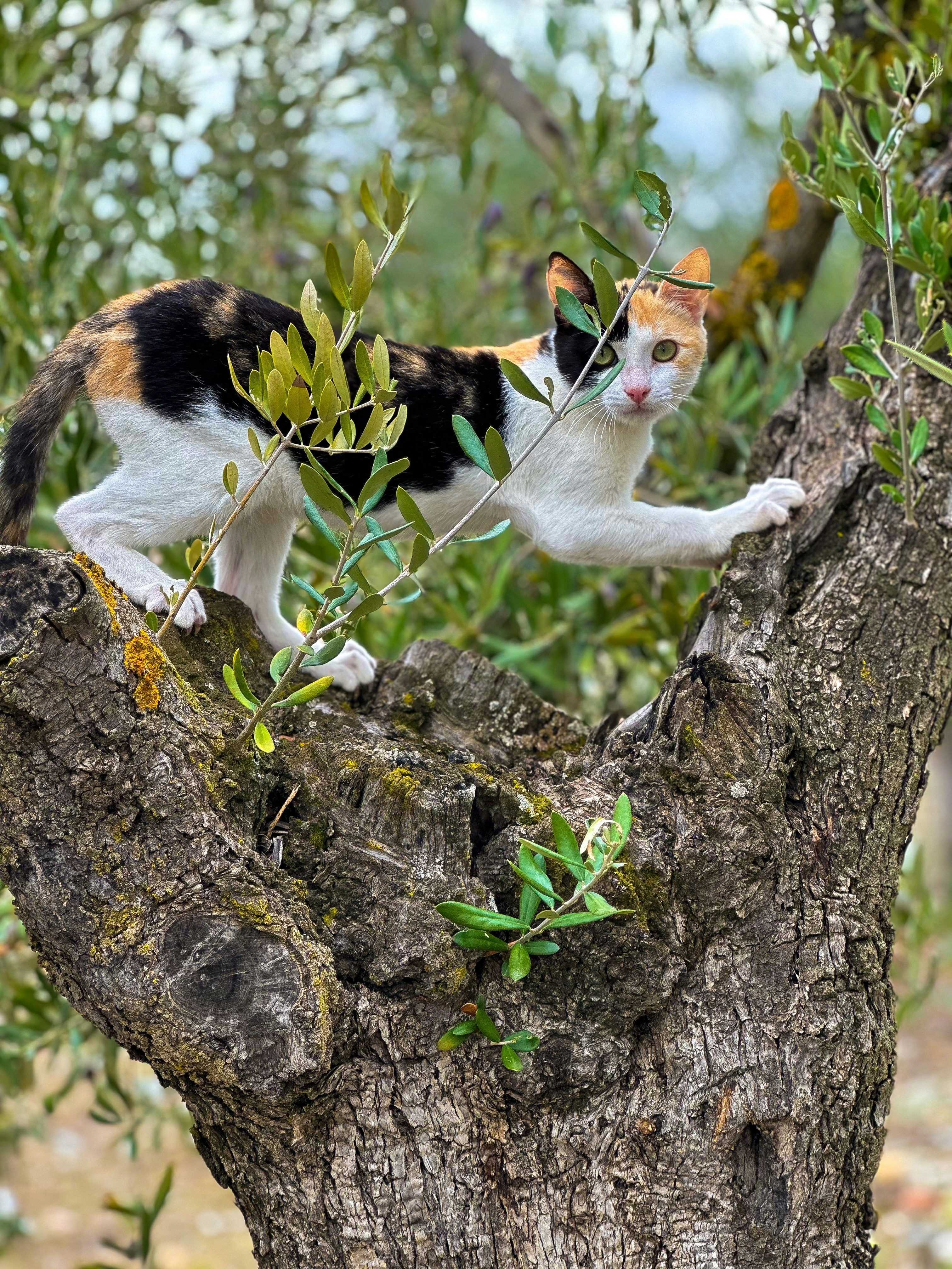 Ambitious Cat on a Gnarled Branch