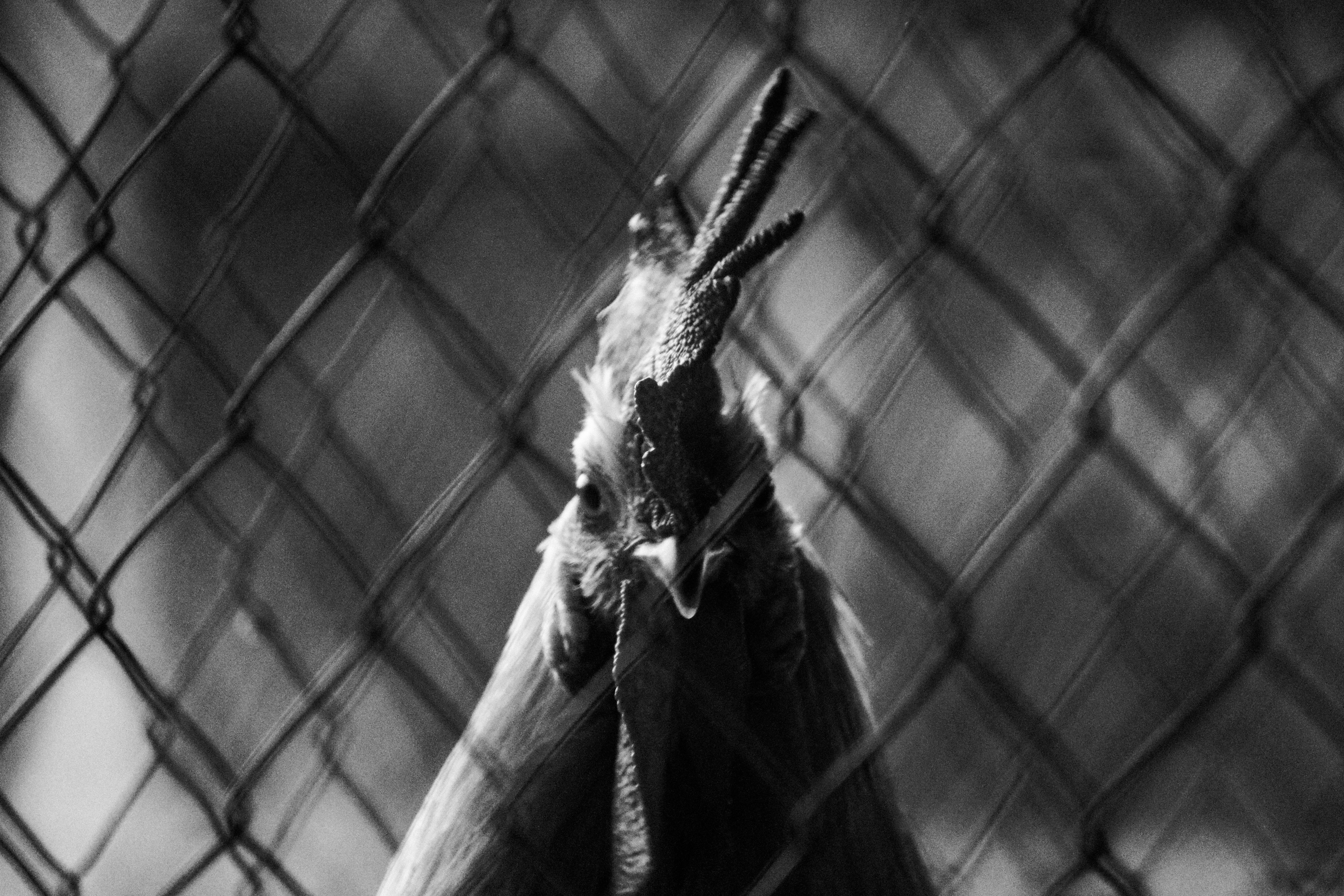 Glimpse Through the Mesh: The Rooster's Gaze