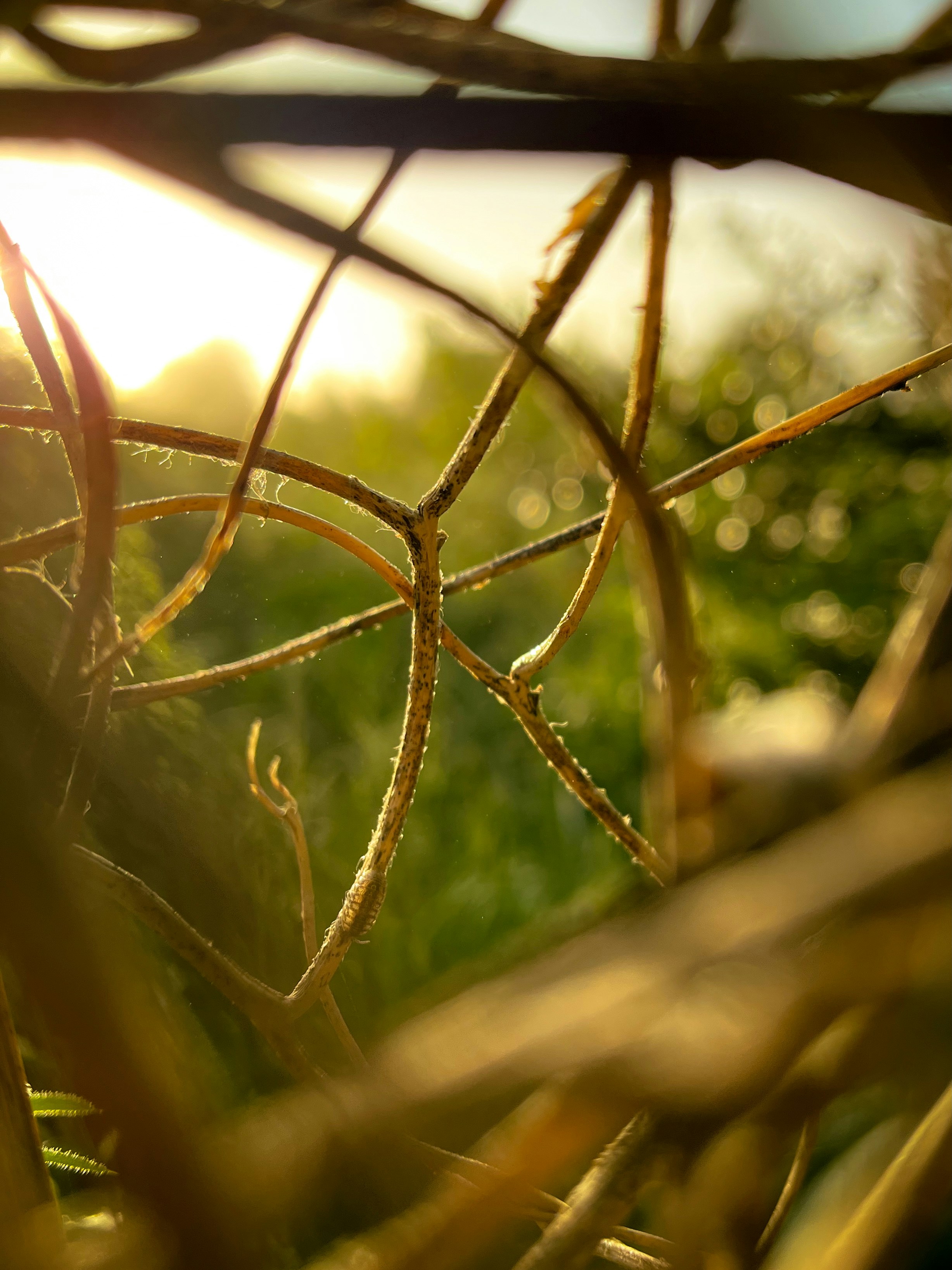 Golden Hour Tangle: Close-Up of Winter Branches Framing a Soft Garden Glow