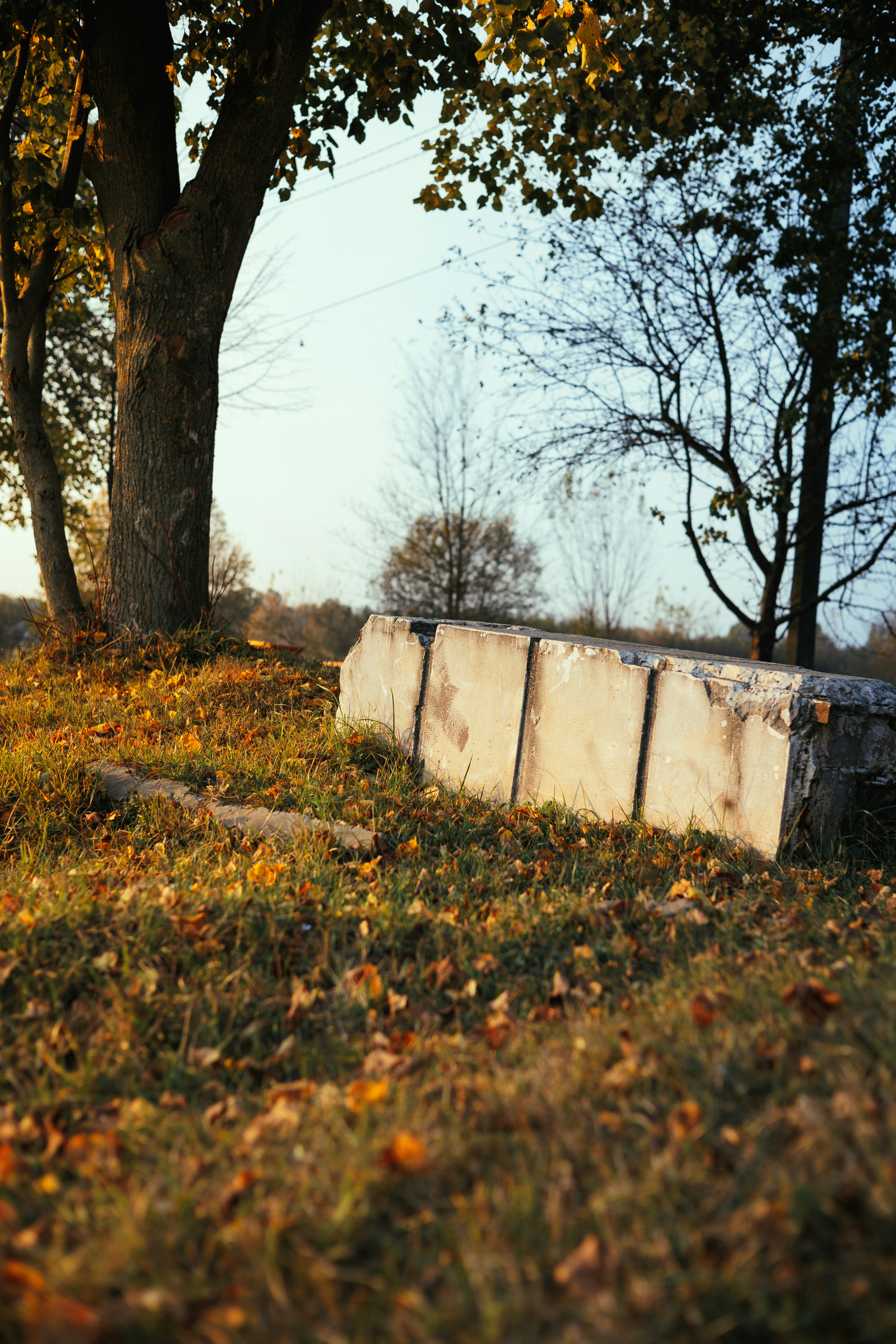 An old refrigerator sitting in a field next to a tree photo – Free ...