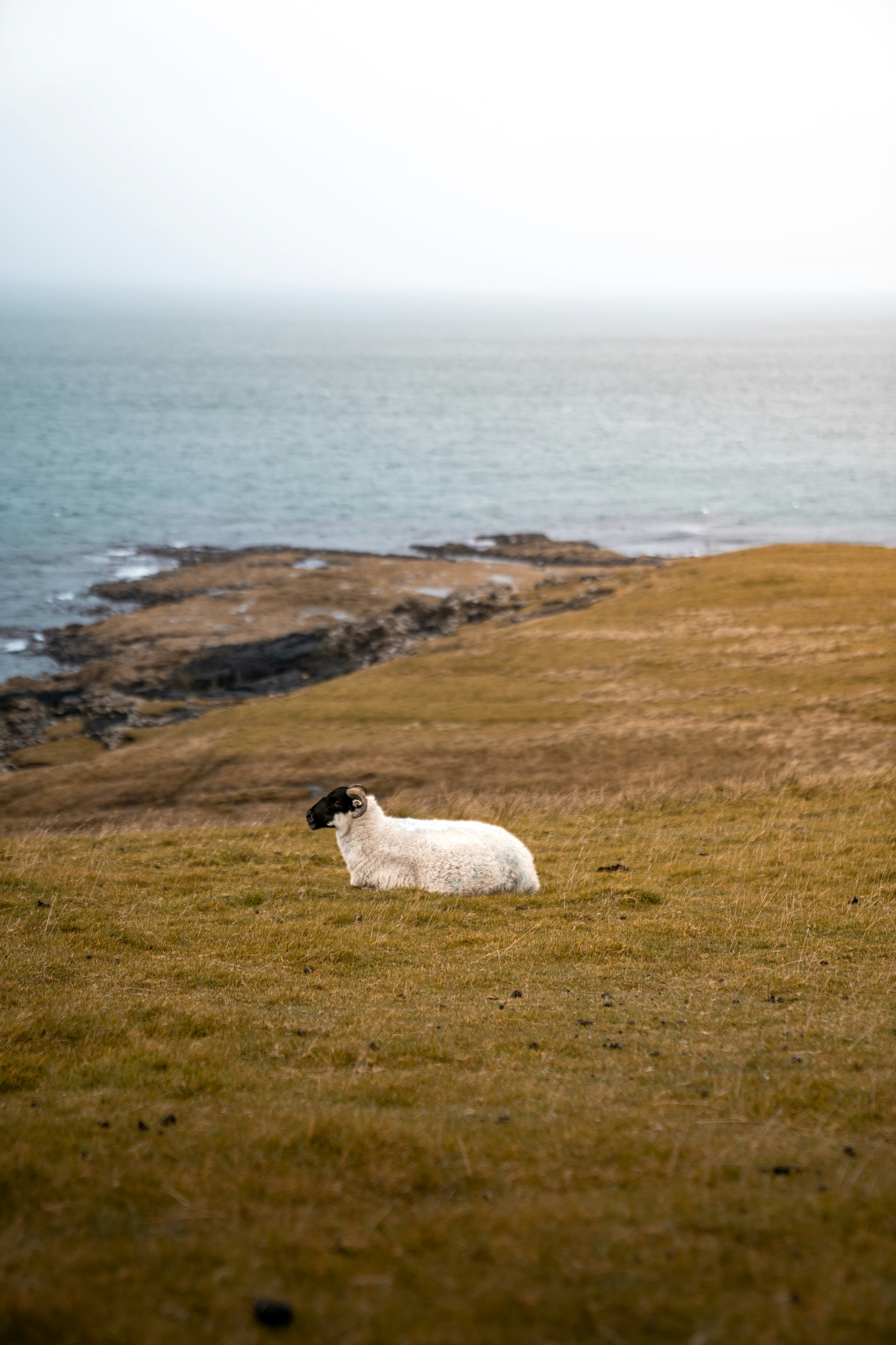 Promontory Portrait: A White Sheep on Coastal Grass with the Sea on the Horizon