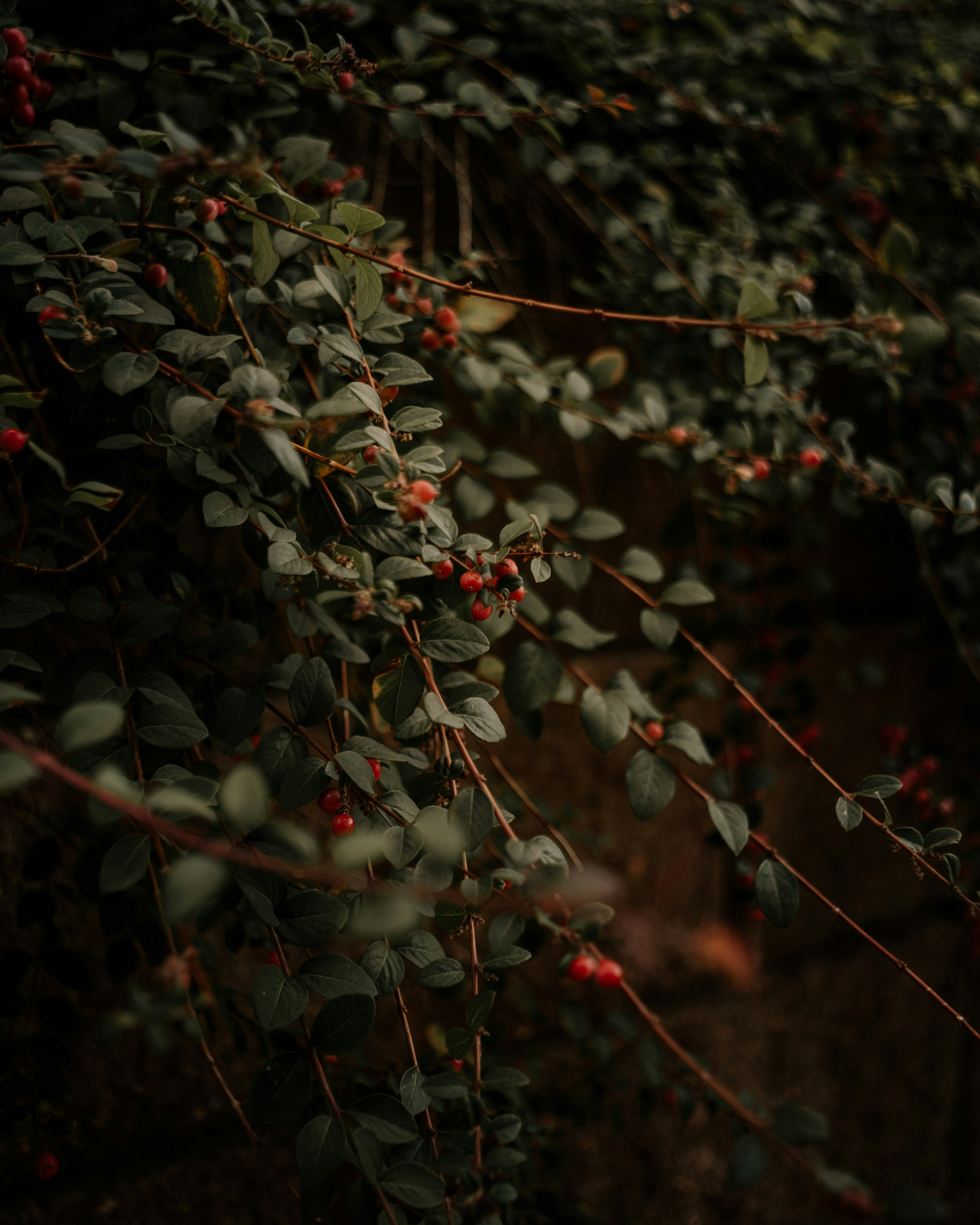 Un buisson avec des baies rouges qui poussent dessus photo – Image ...
