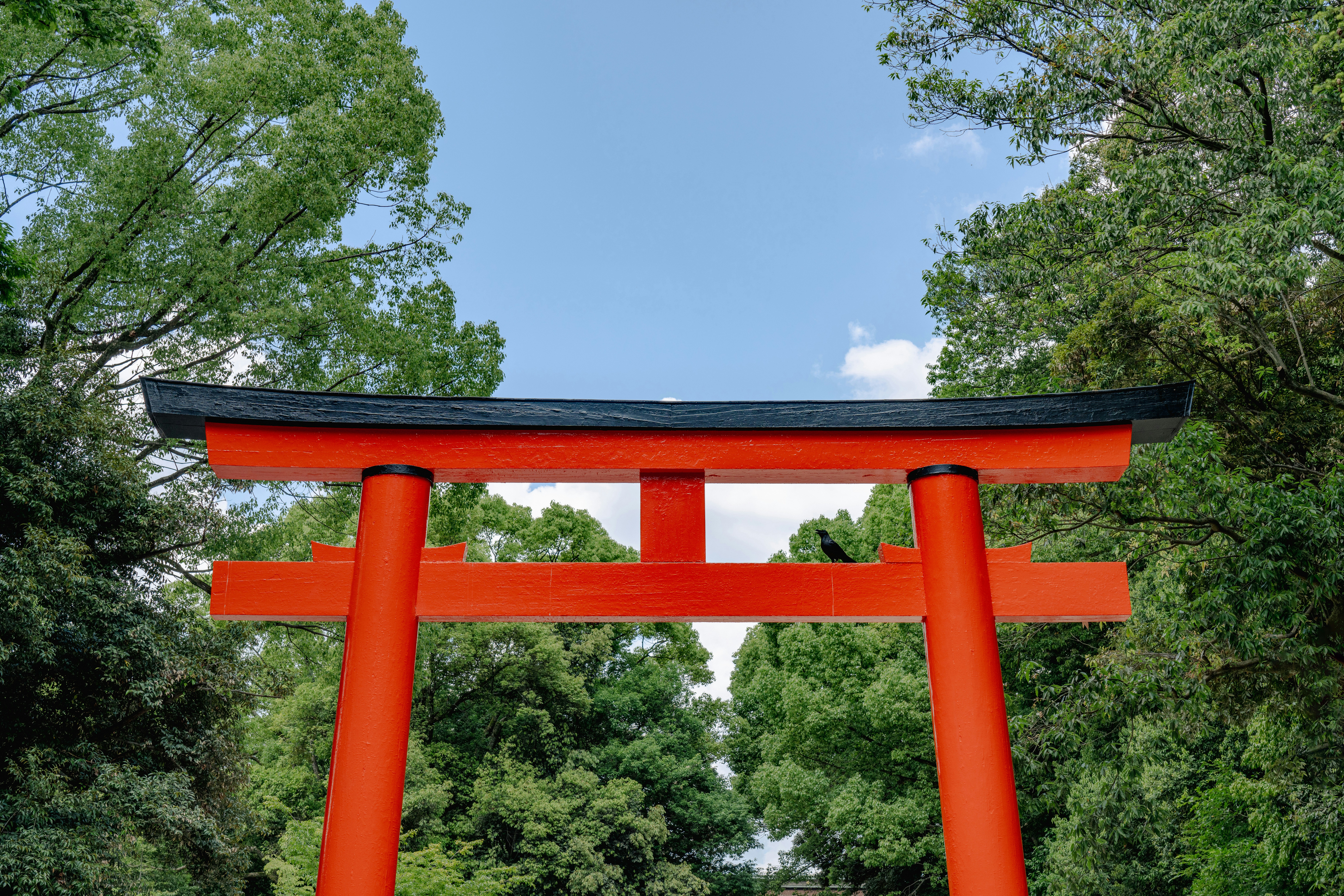 A red tori tori tori tori tori tori tori tori tori tori tori tori tori ...