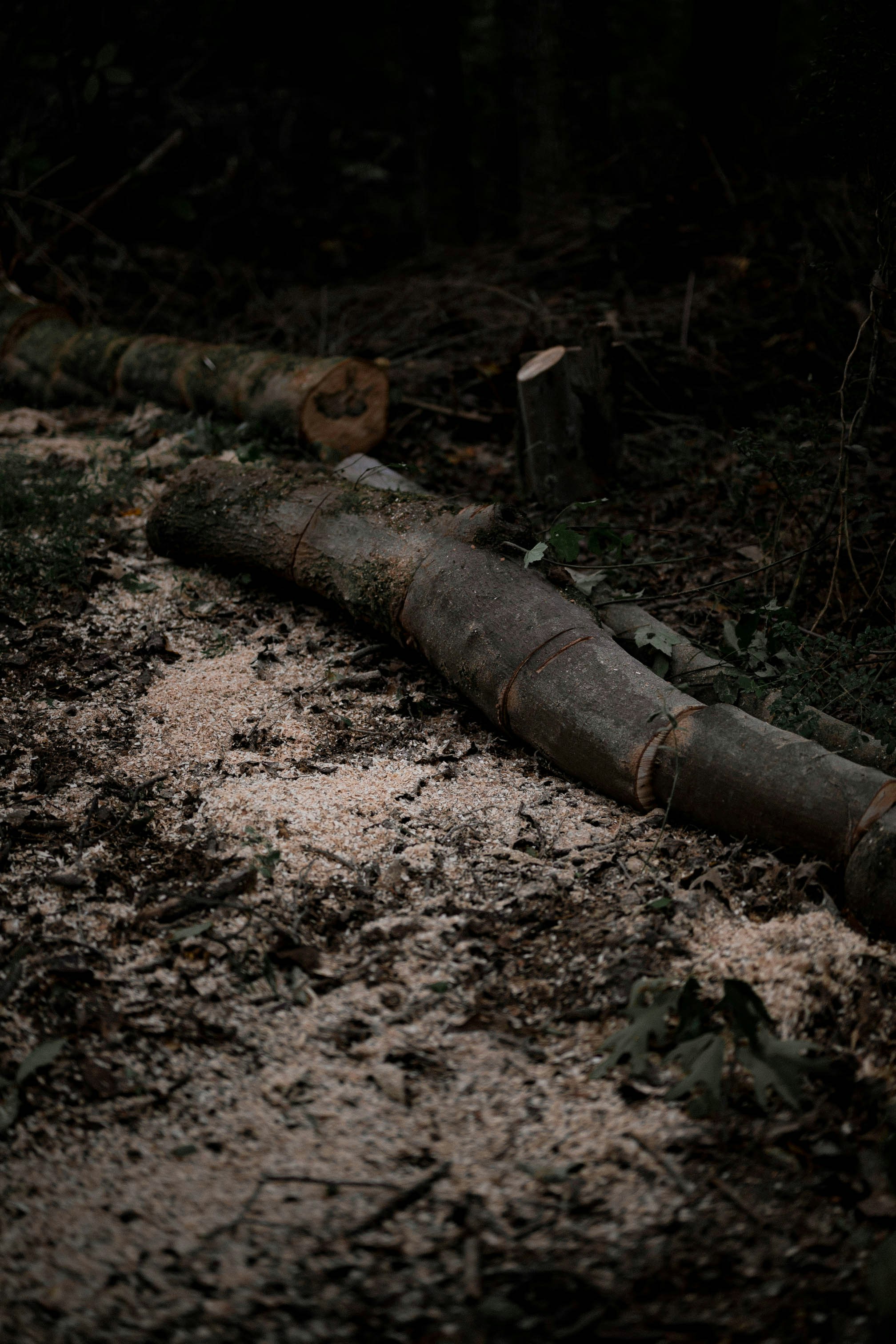 Felled Lines in Low Light: Logs and Sawdust on a Quiet Woodland Floor