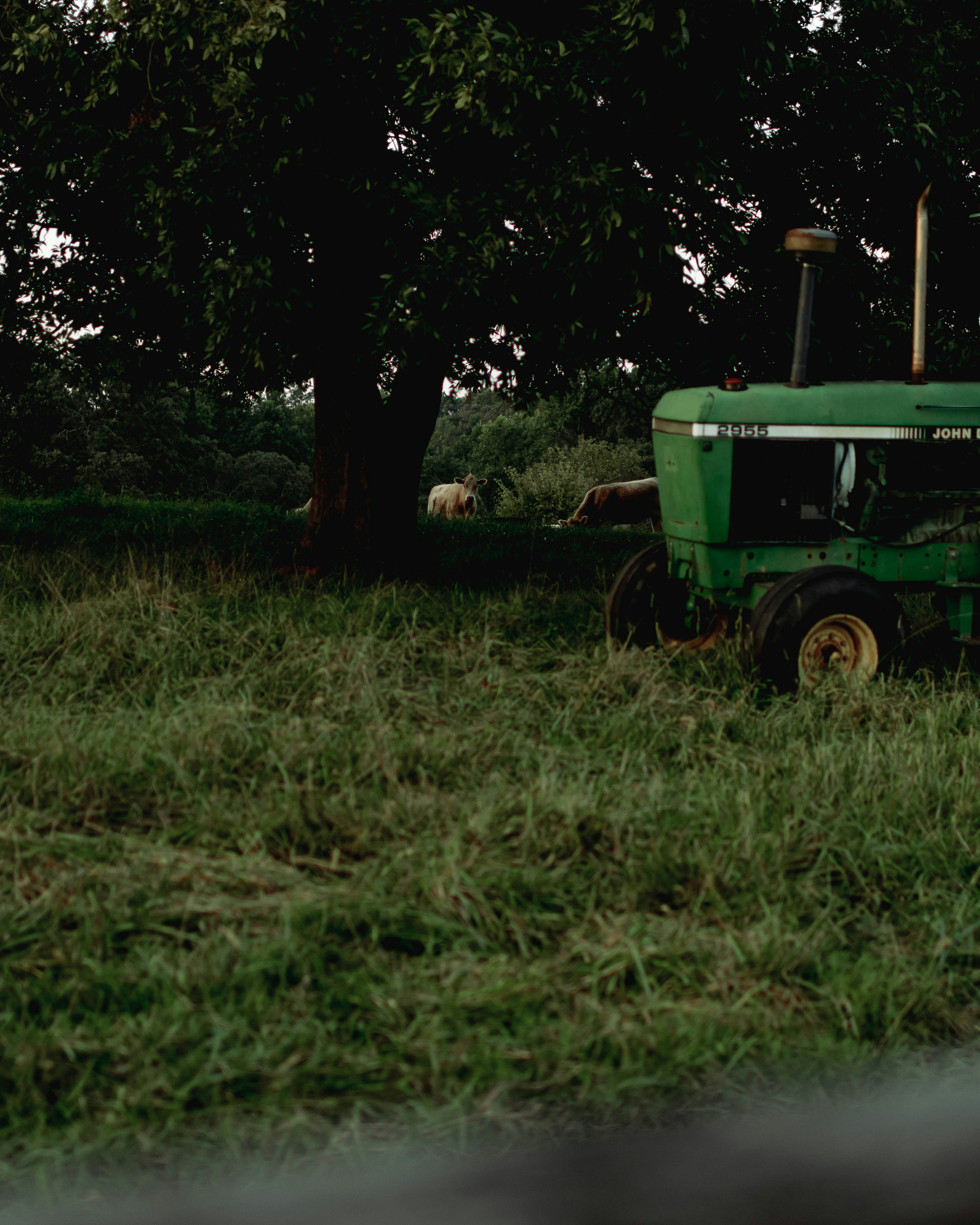 Dusk in the Meadow: The Green Tractor and Quiet Herd