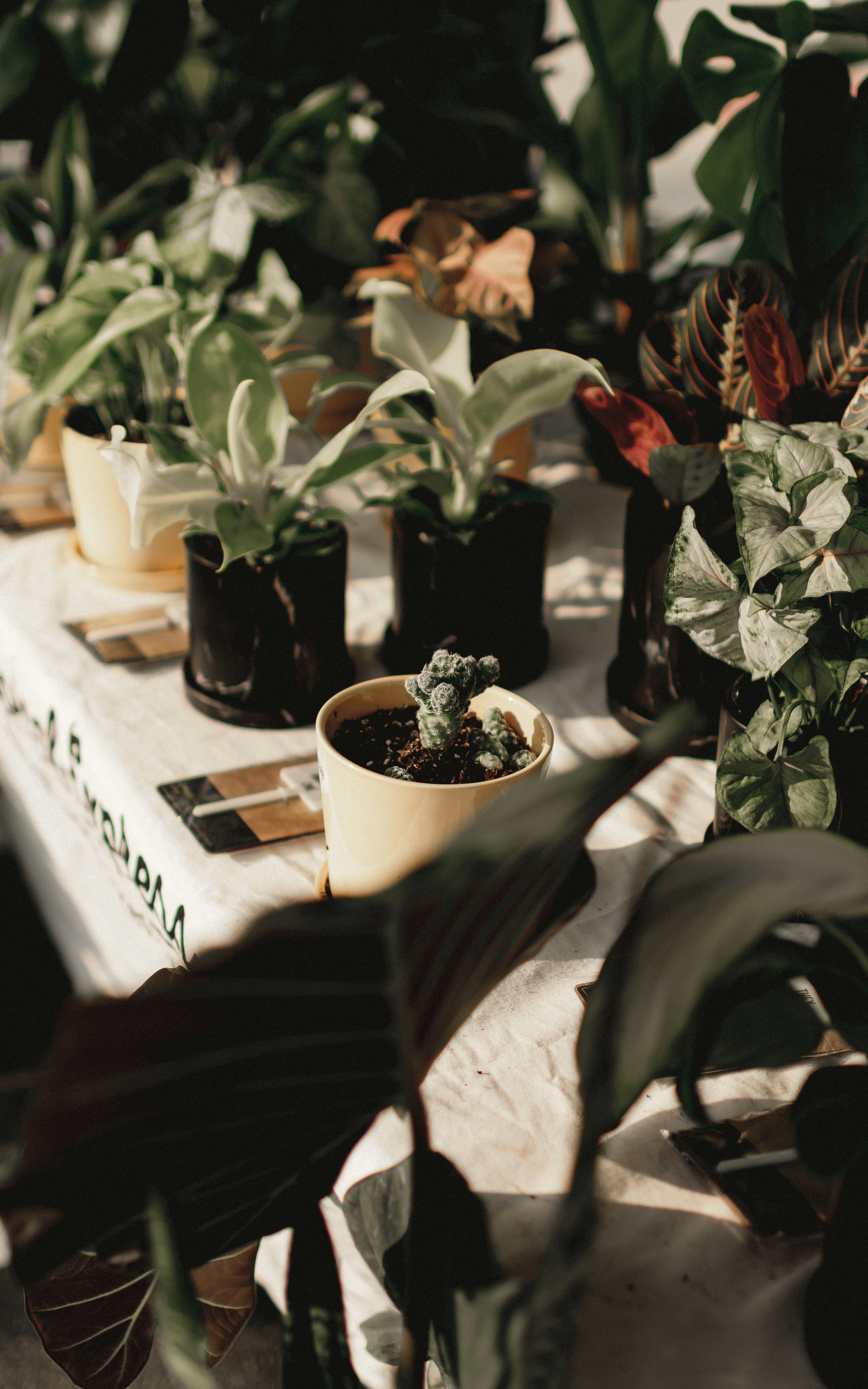 Centerstage Cactus: A Quiet Tableau of Indoor Greens