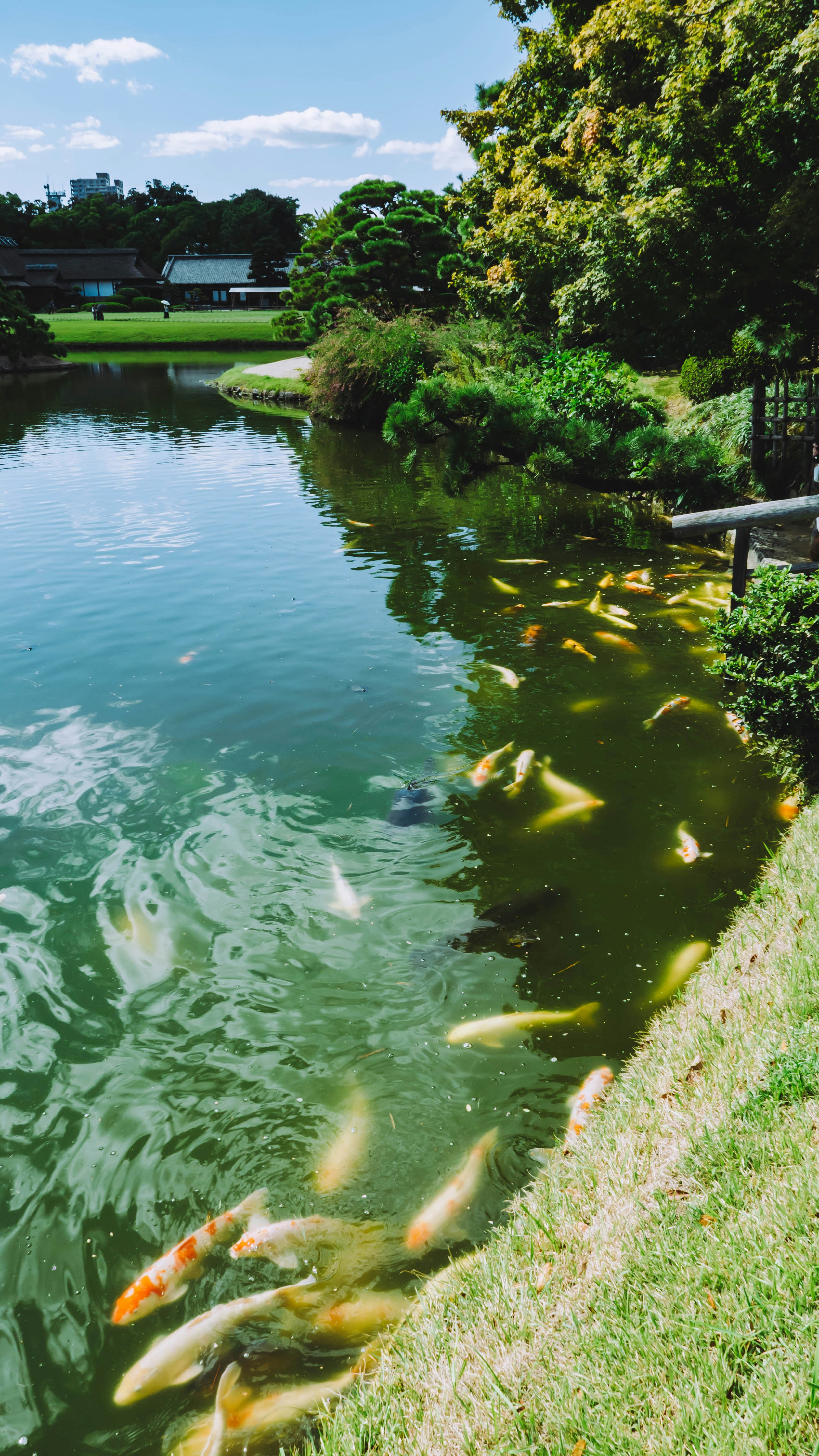 Koi Parade Along a Sunlit Garden Pond