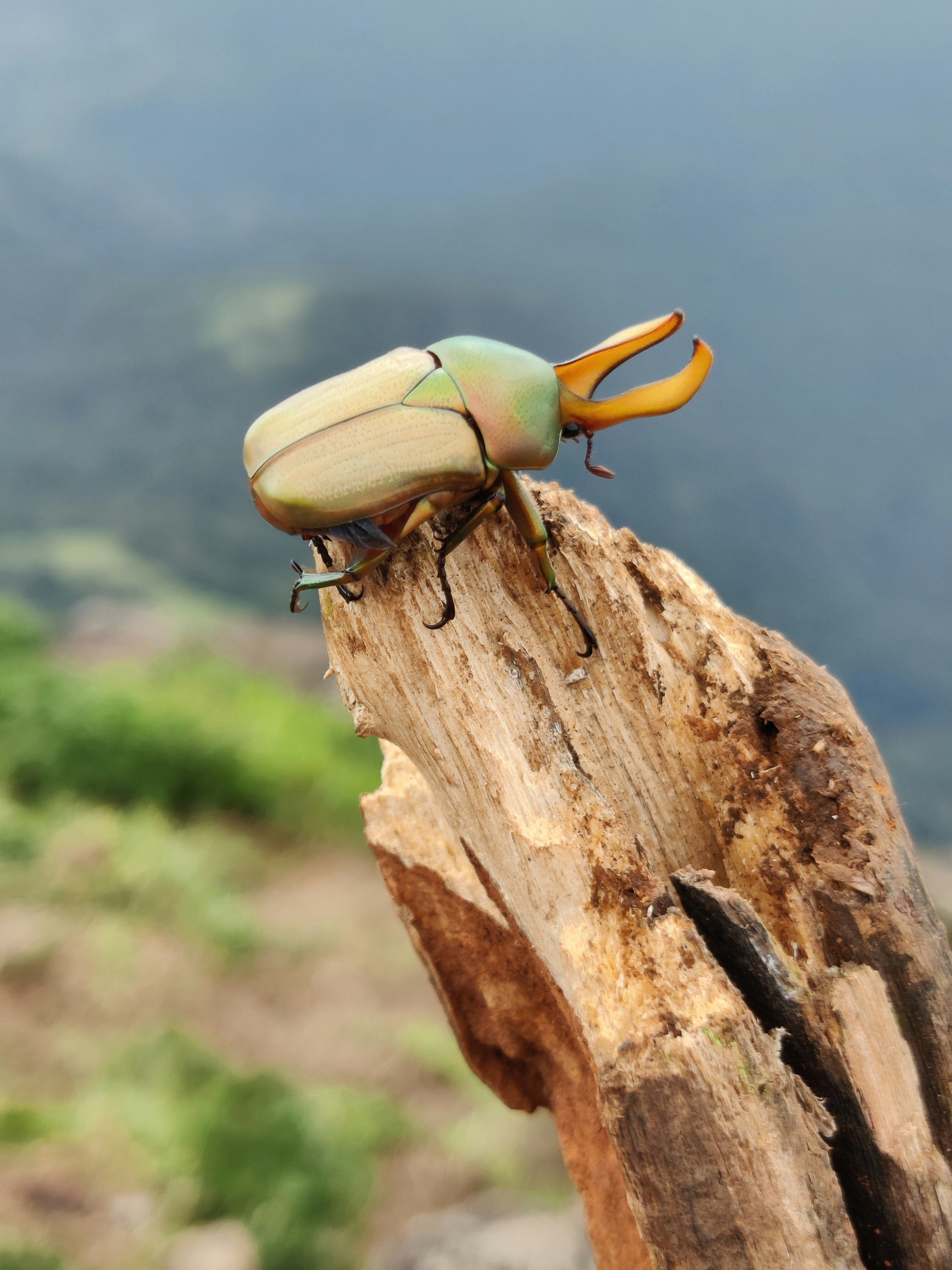 Macro photograph of a greenish-gold stag beetle perched on a jagged, sunlit stump with a softly blurred natural background.
