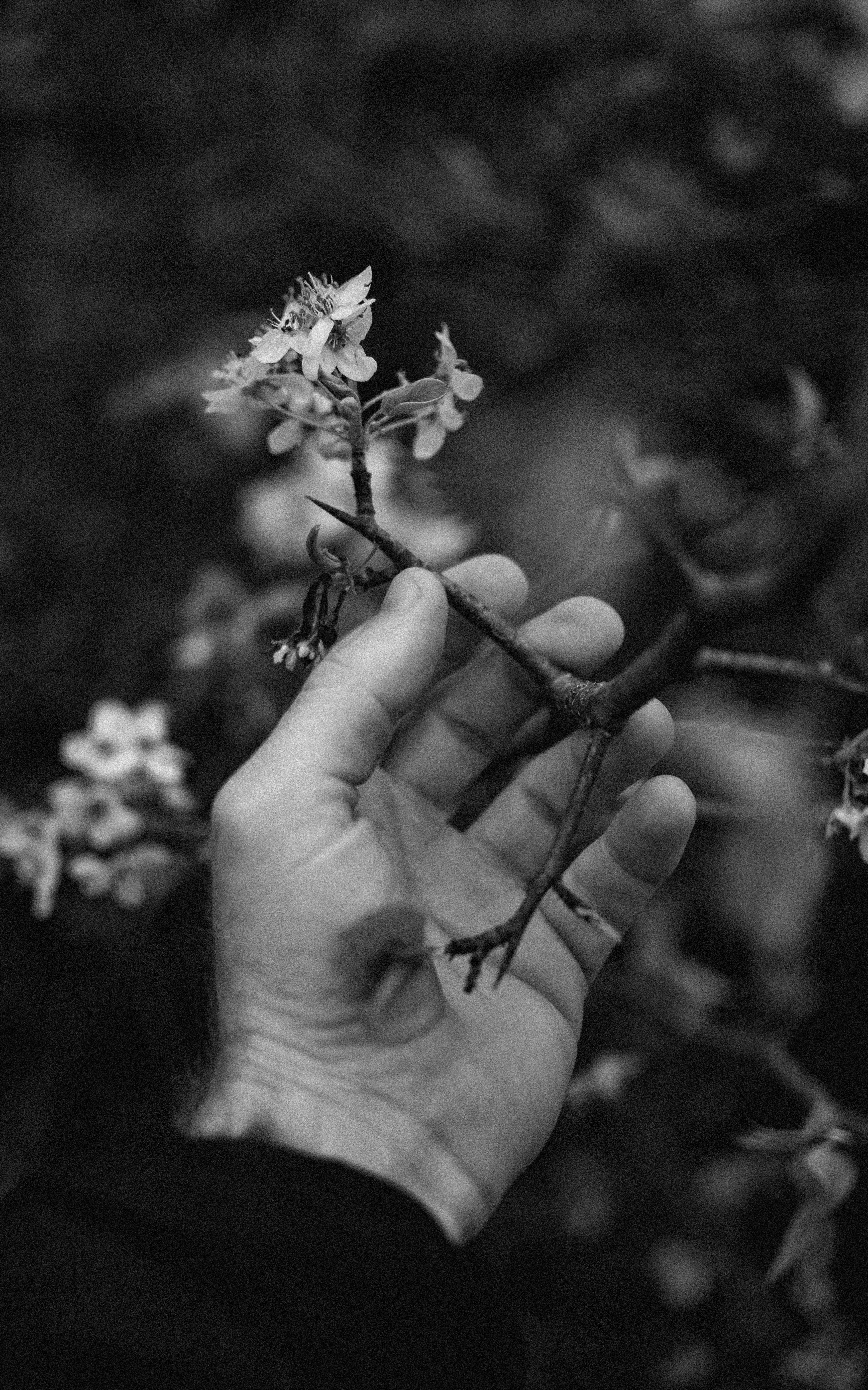 Cradled Bloom in Mono: a hand gently holds a thorned twig