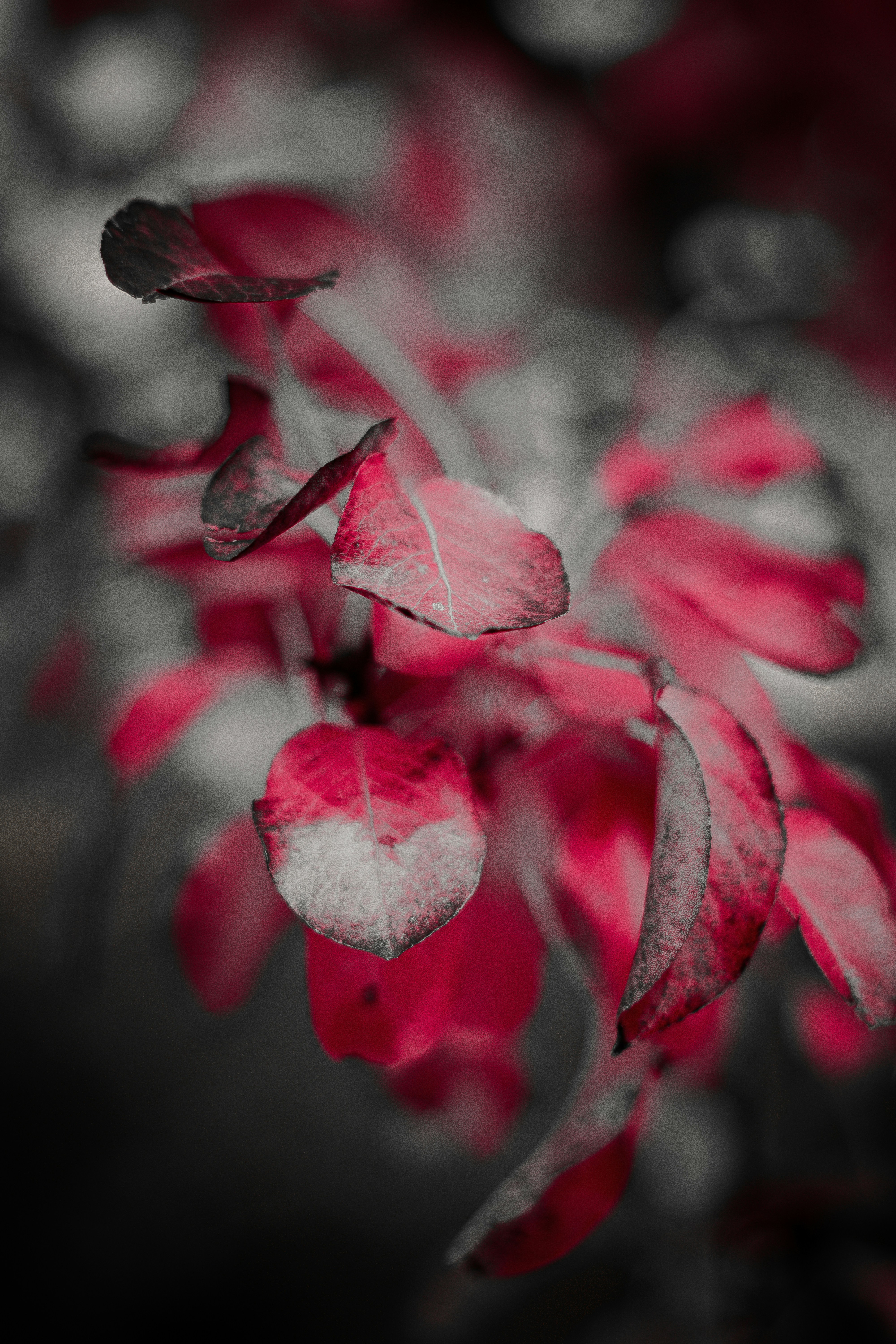 Crimson Veil: A Leaf in Soft Focus