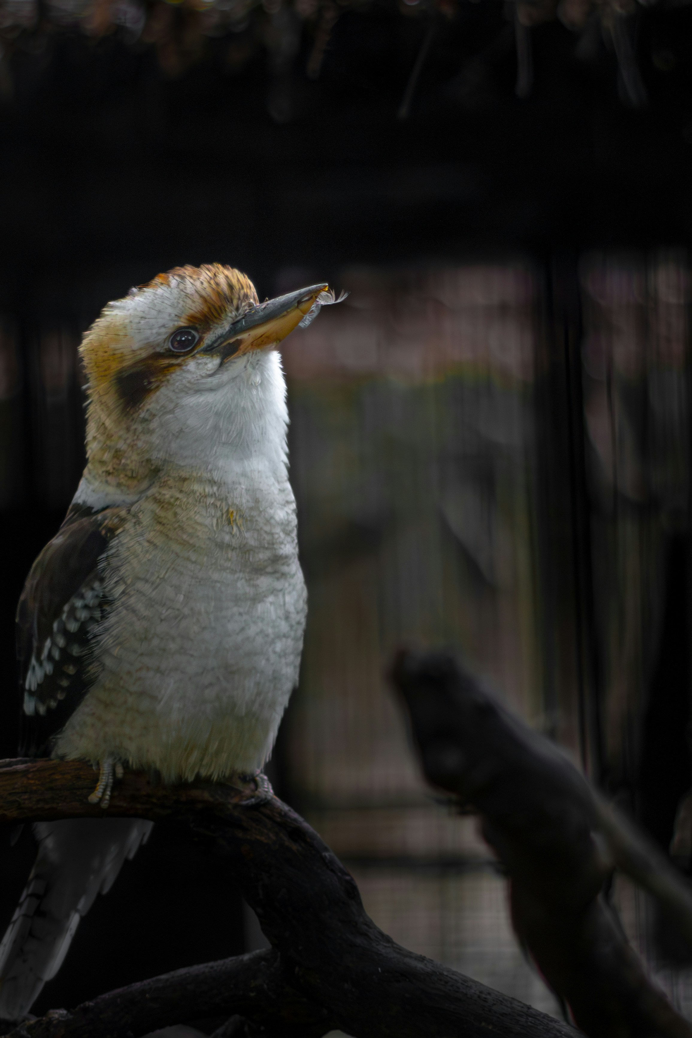 Curious Koala-took: a perched bird tilts its beak toward the light