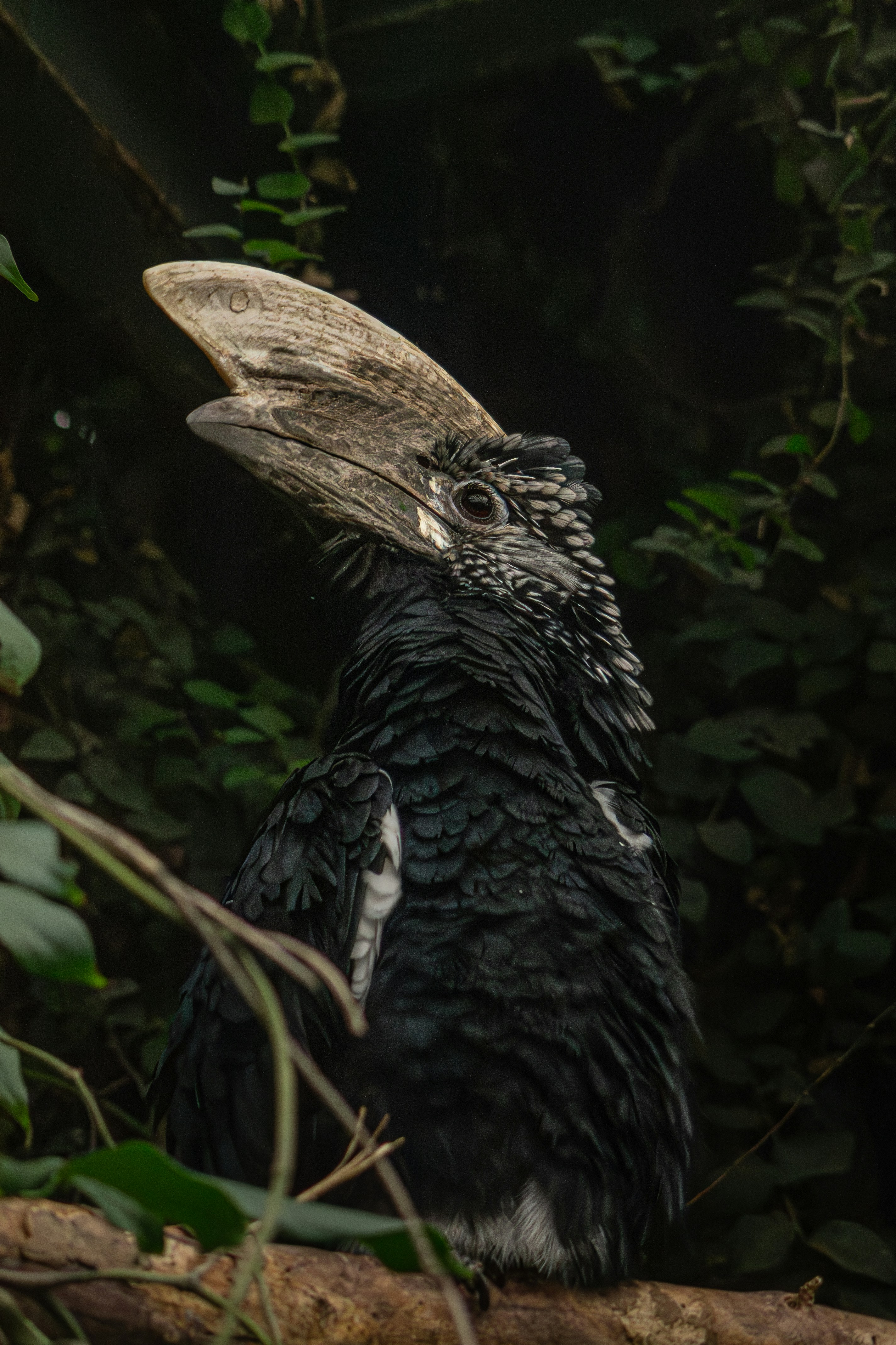Ivory-Crested Hornbill in Shadowed Understory