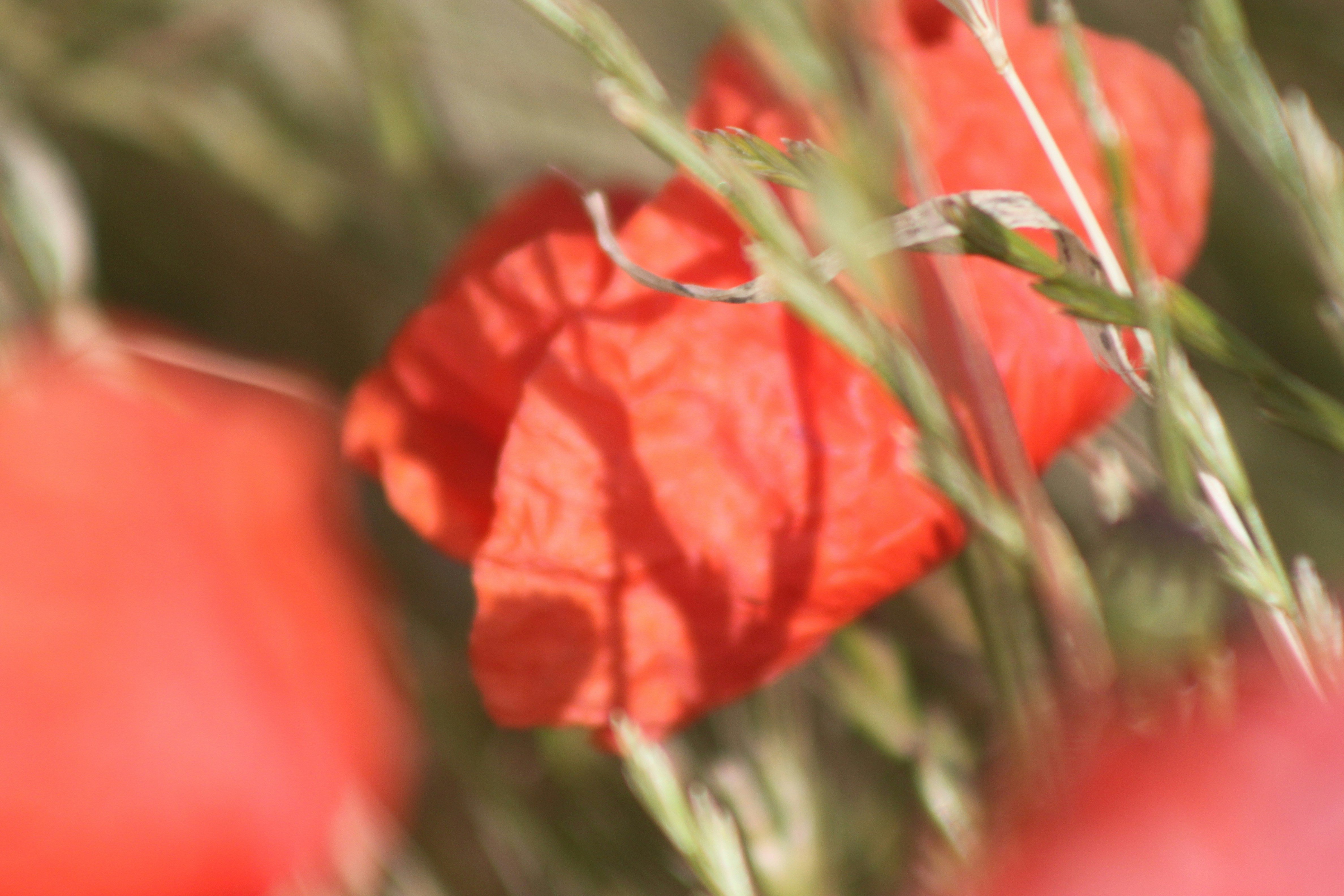 Crimson Bloom Through a Veil of Grass