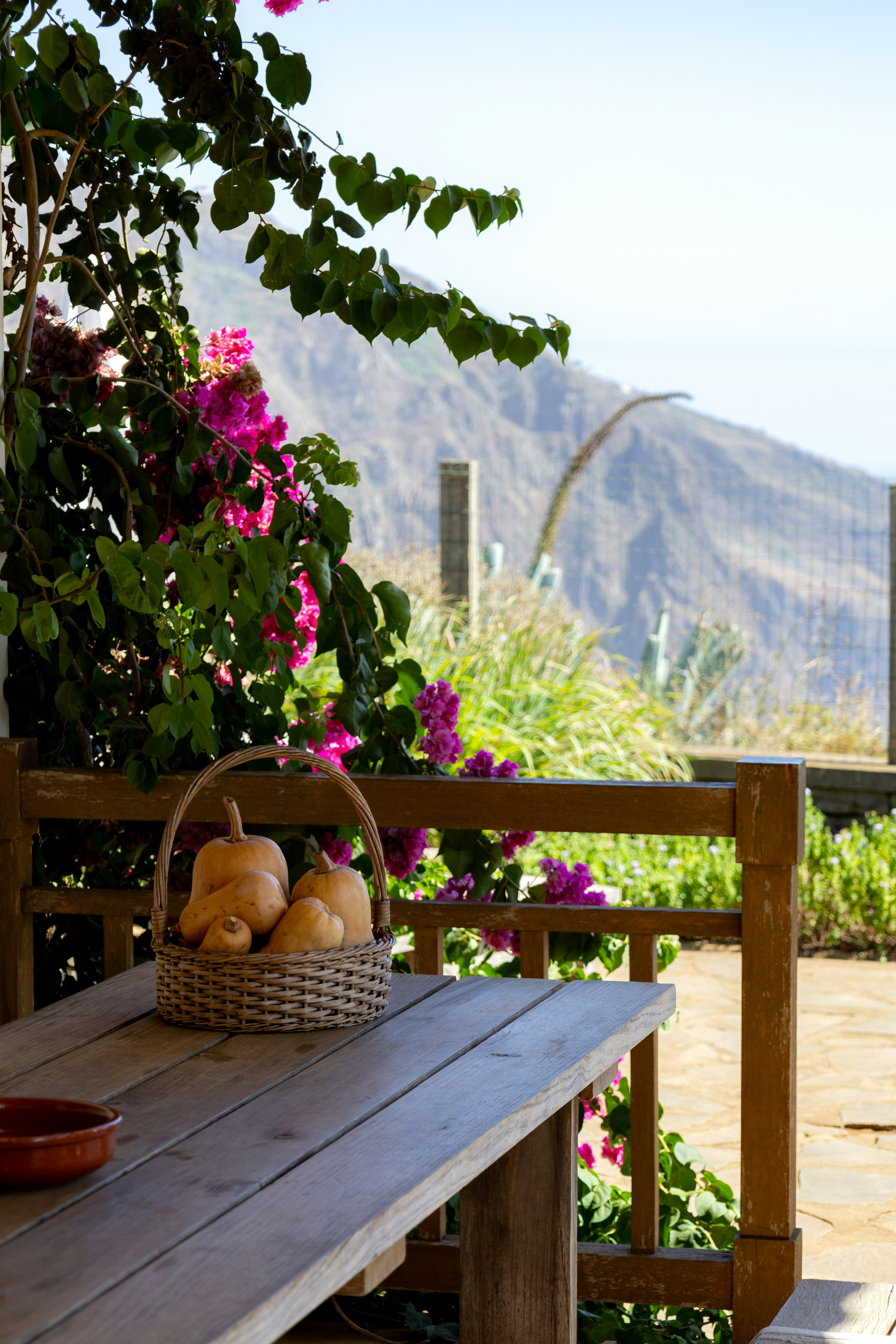 Pear Basket in Sunlight: Bougainvillea Fringing a Cliffside Terrace