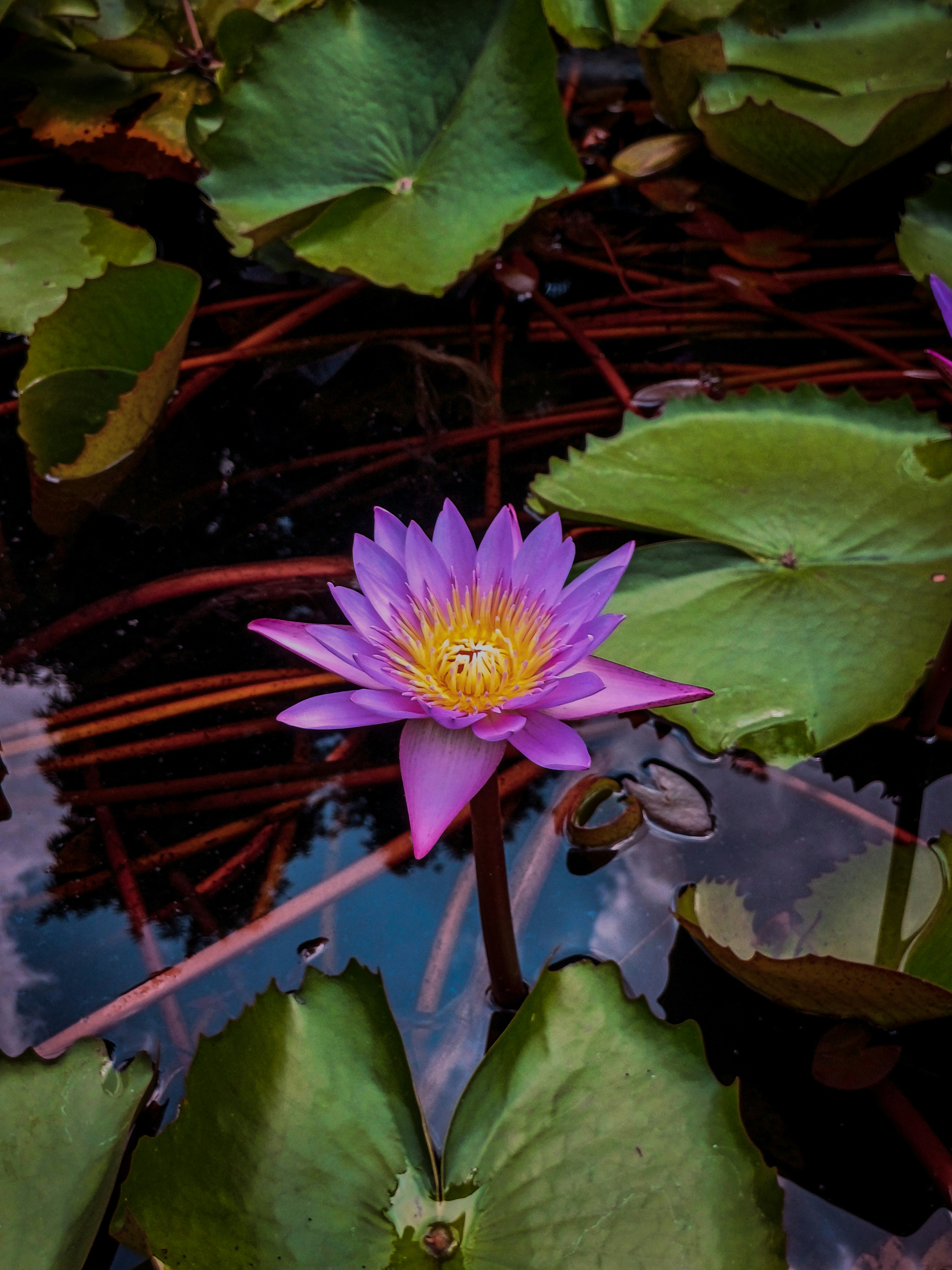 Water Lily
