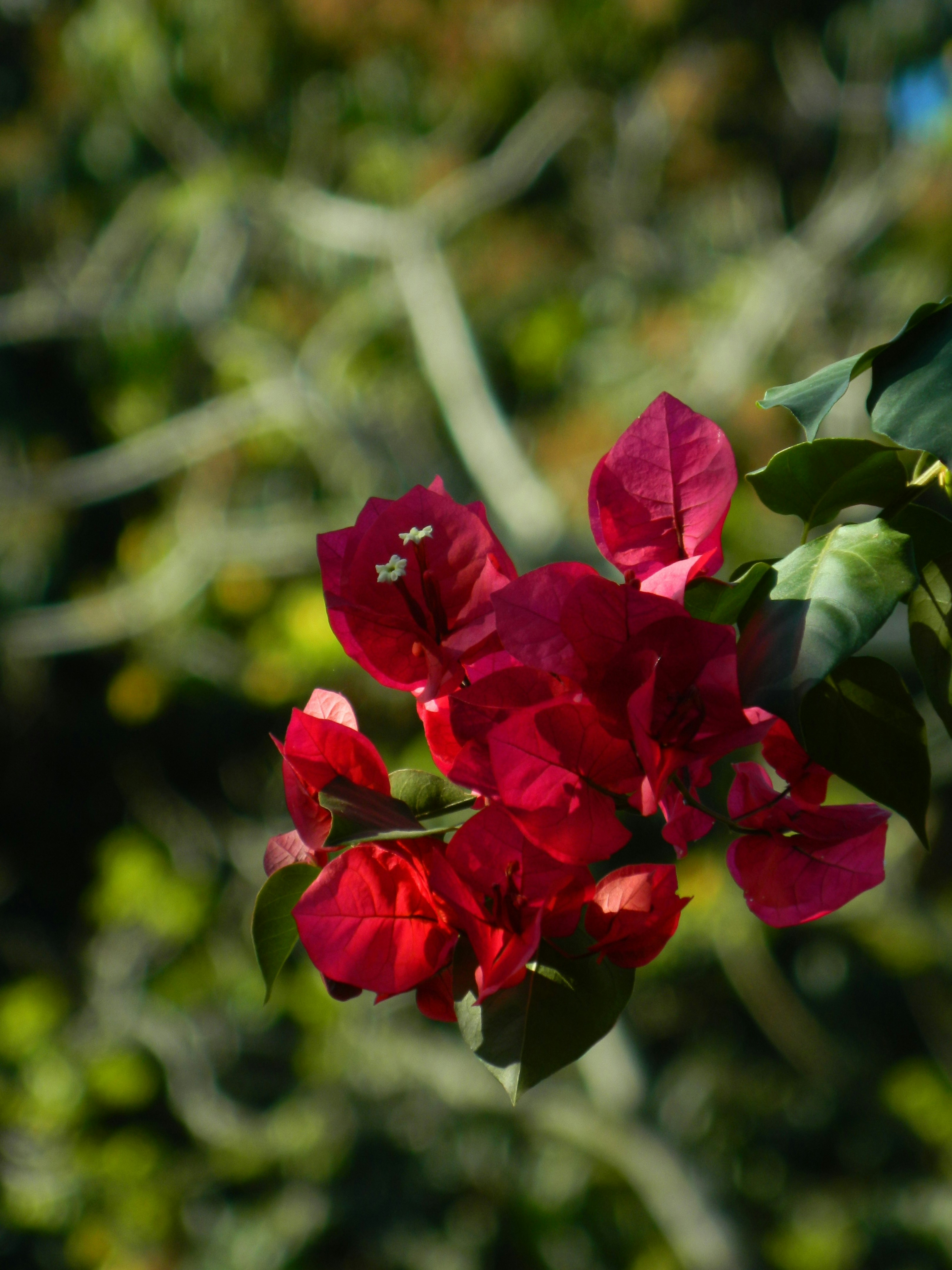 Photo by ashinJPG with Nikon Coolpix L120