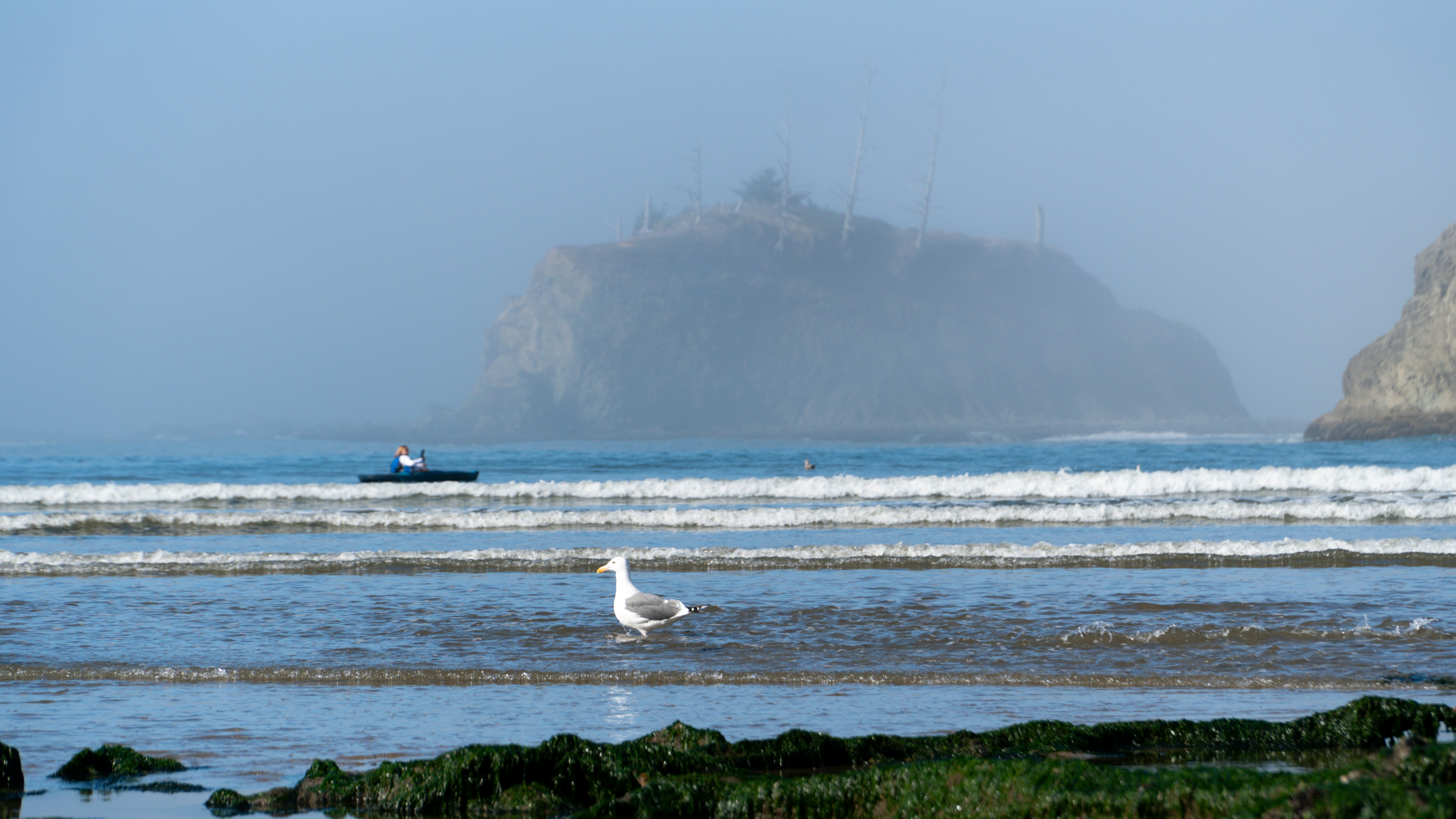 Gull at the Edge: Tide Flats and a Fog-Wrapped Island